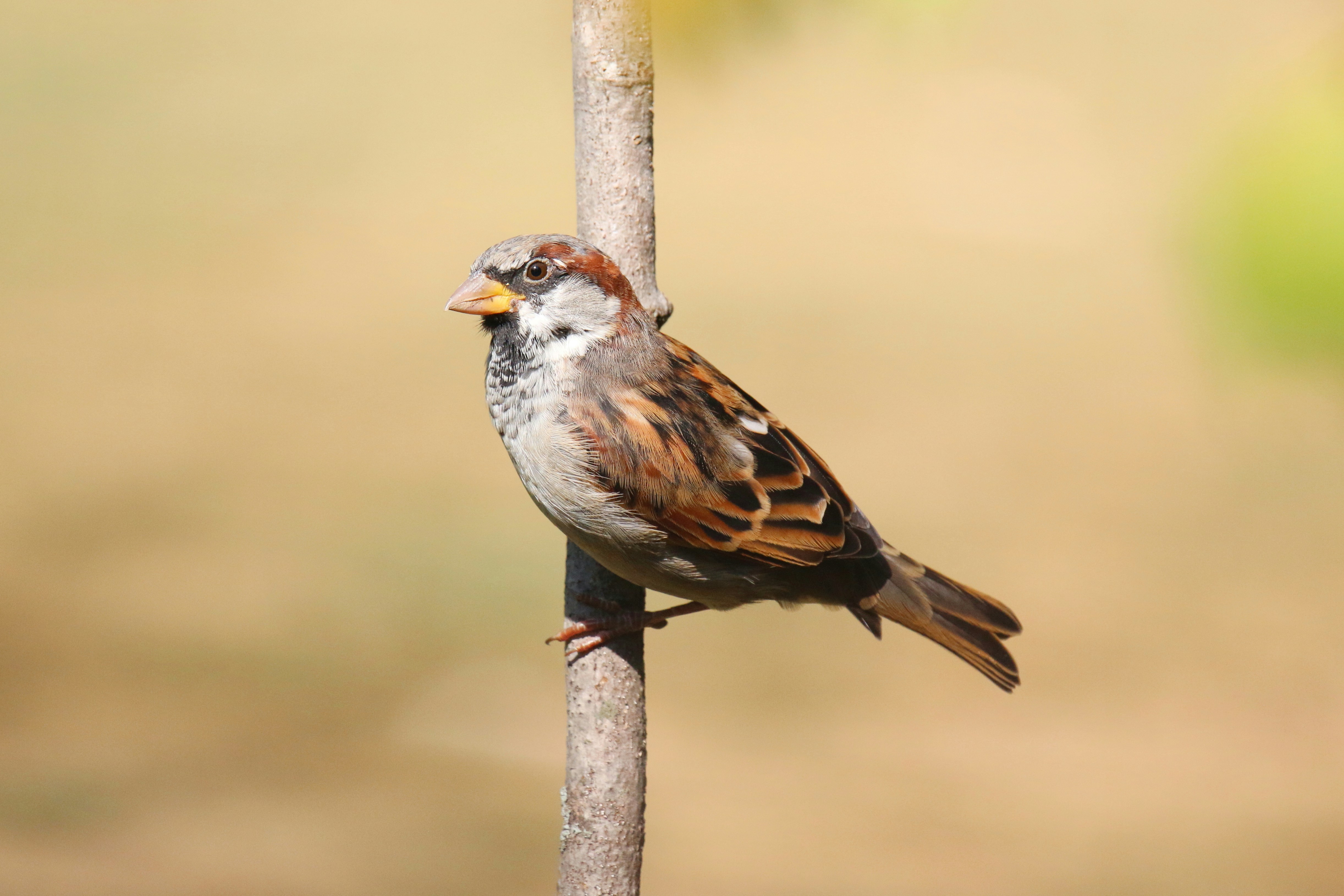 House Sparrow on a Reed: Quiet Focus in Warm Backlight