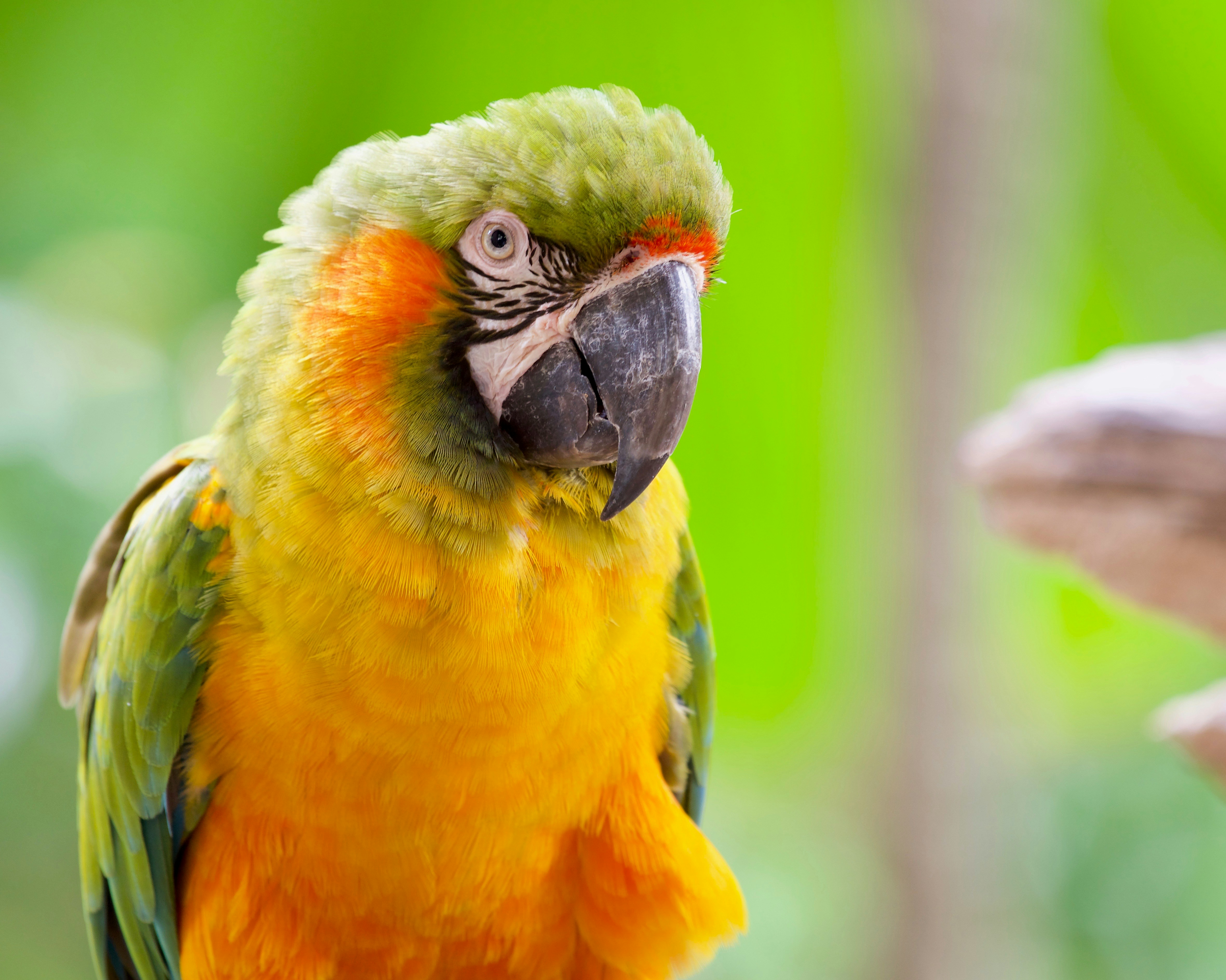 Orange and green macaw | A yellow and green parrot sitting on top of a tree branch