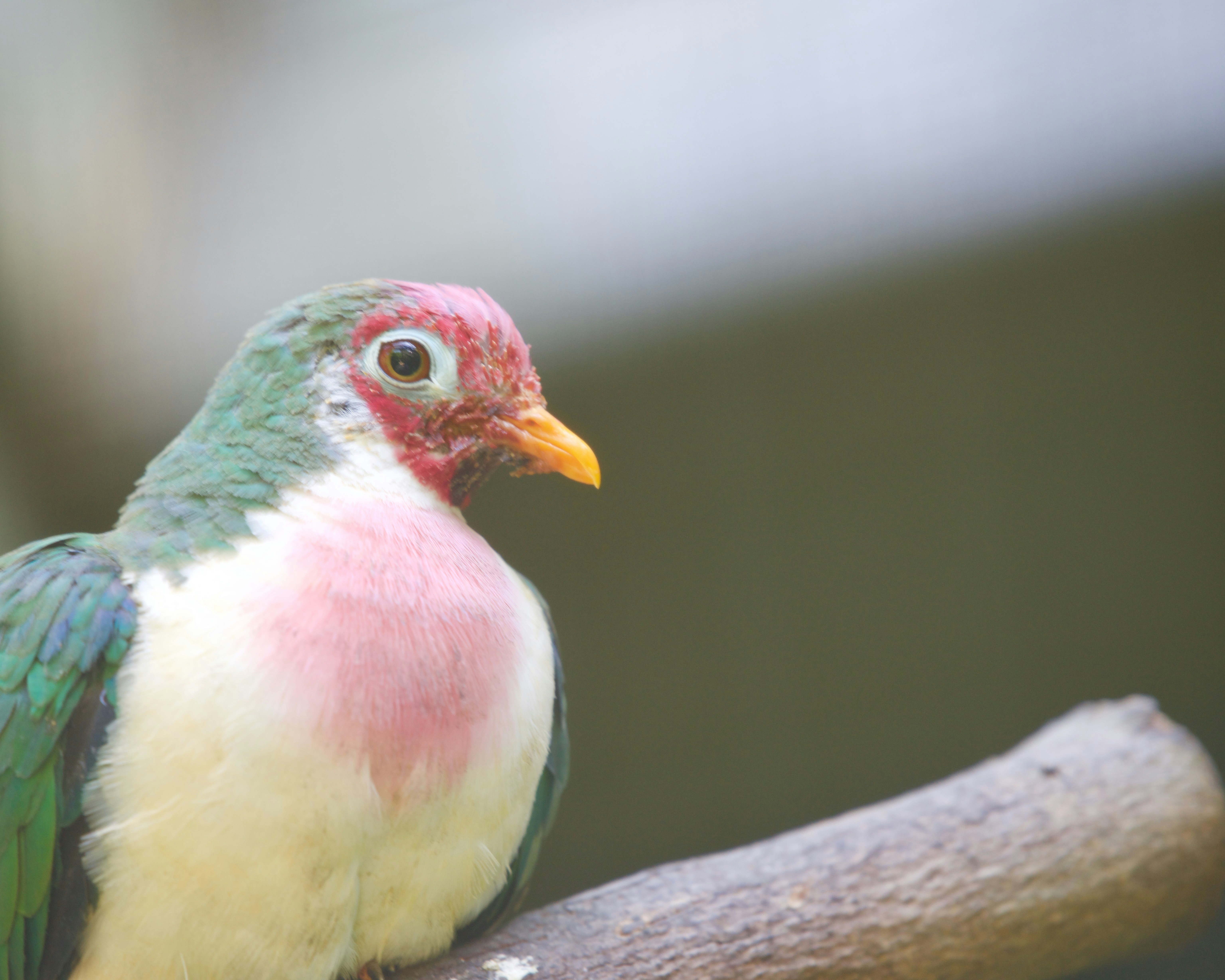 Colorful Puff of Pink beneath the Green Crown
