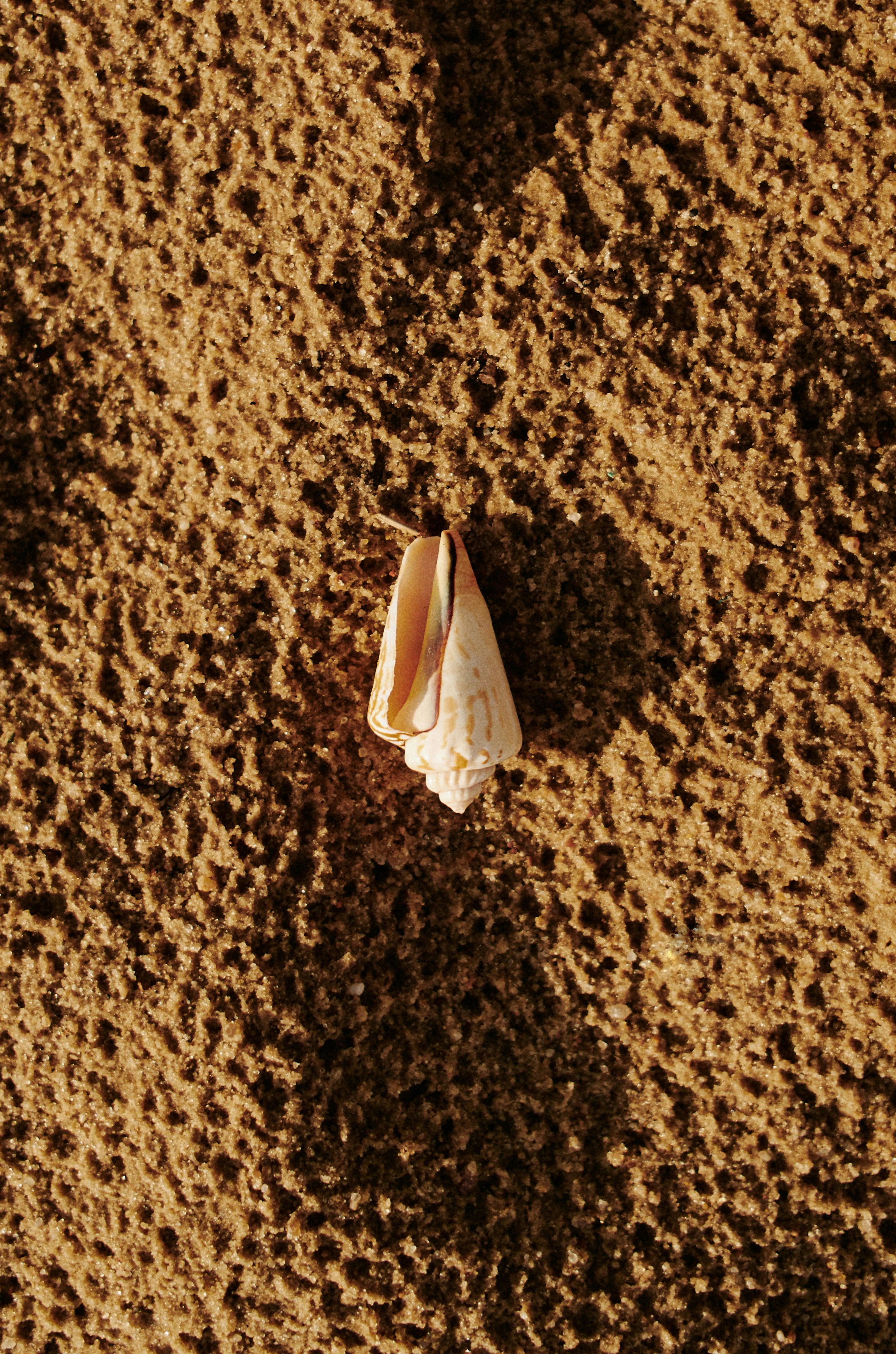 Close-up of a small conch shell resting on textured beach sand, bathed in warm, low-angle light.