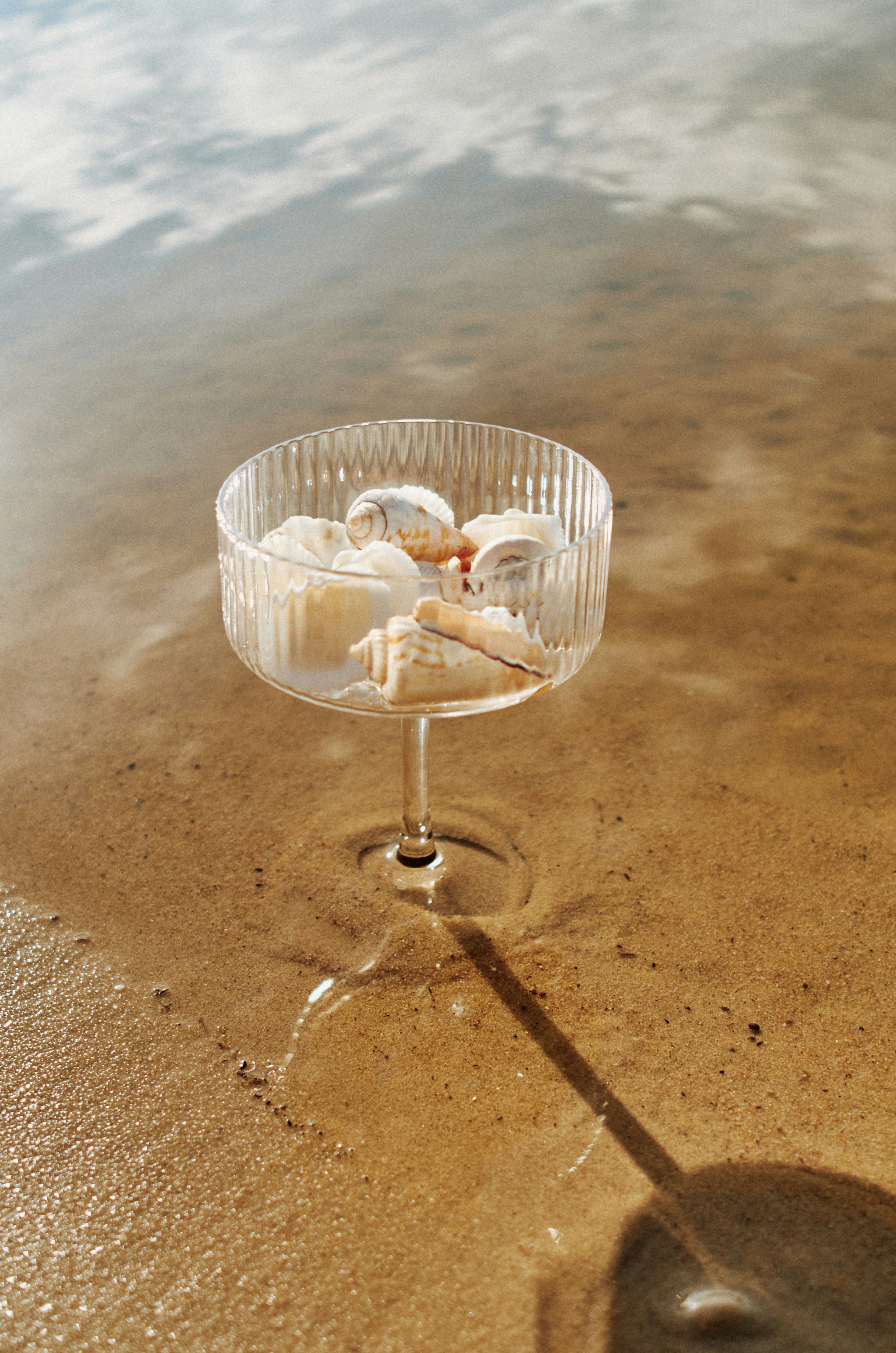 Seashells in Glass: A Quiet Shore Still Life