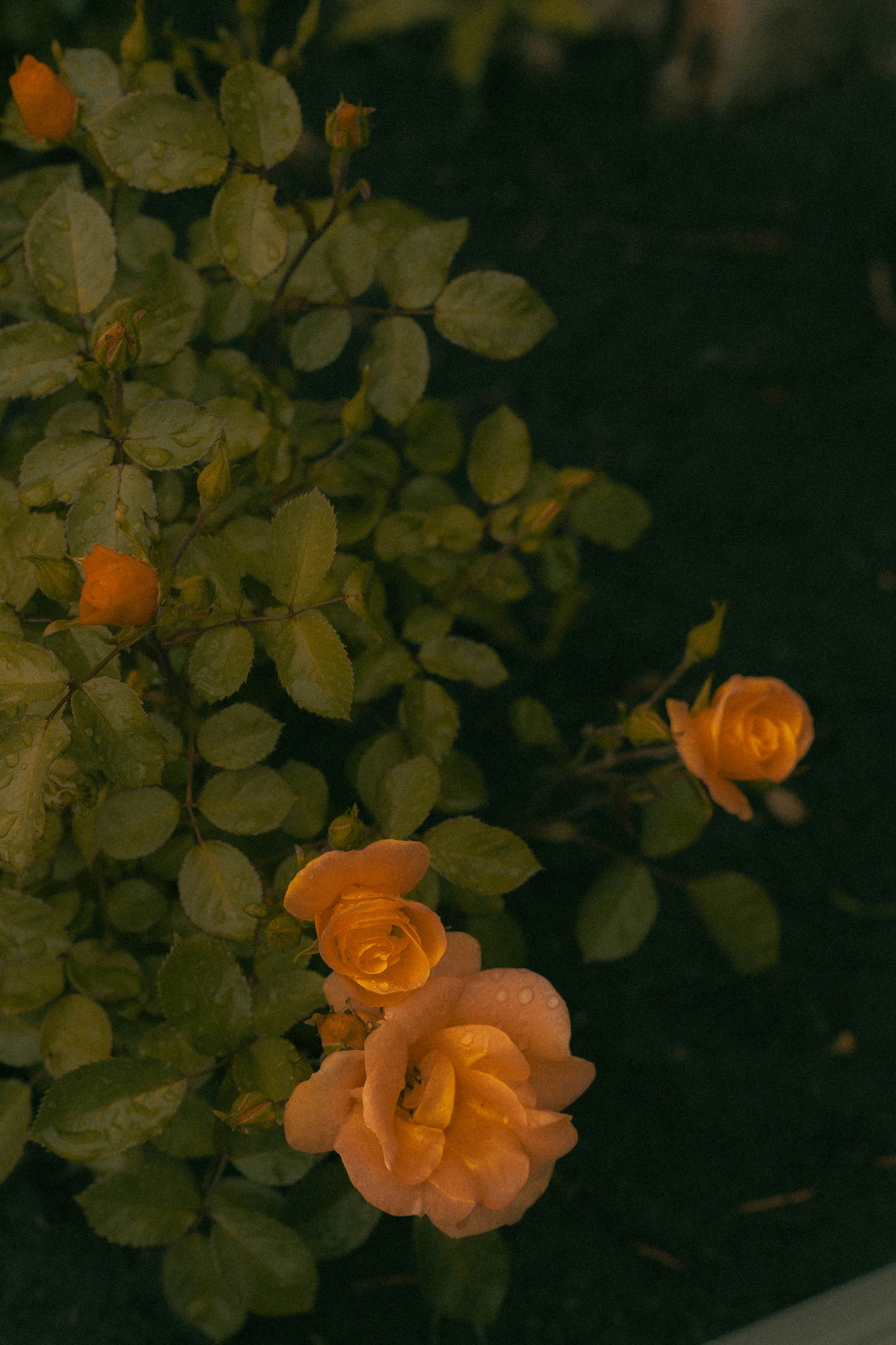Ember in the Shade: Close-Up of Orange Roses Quietly Framed by Foliage