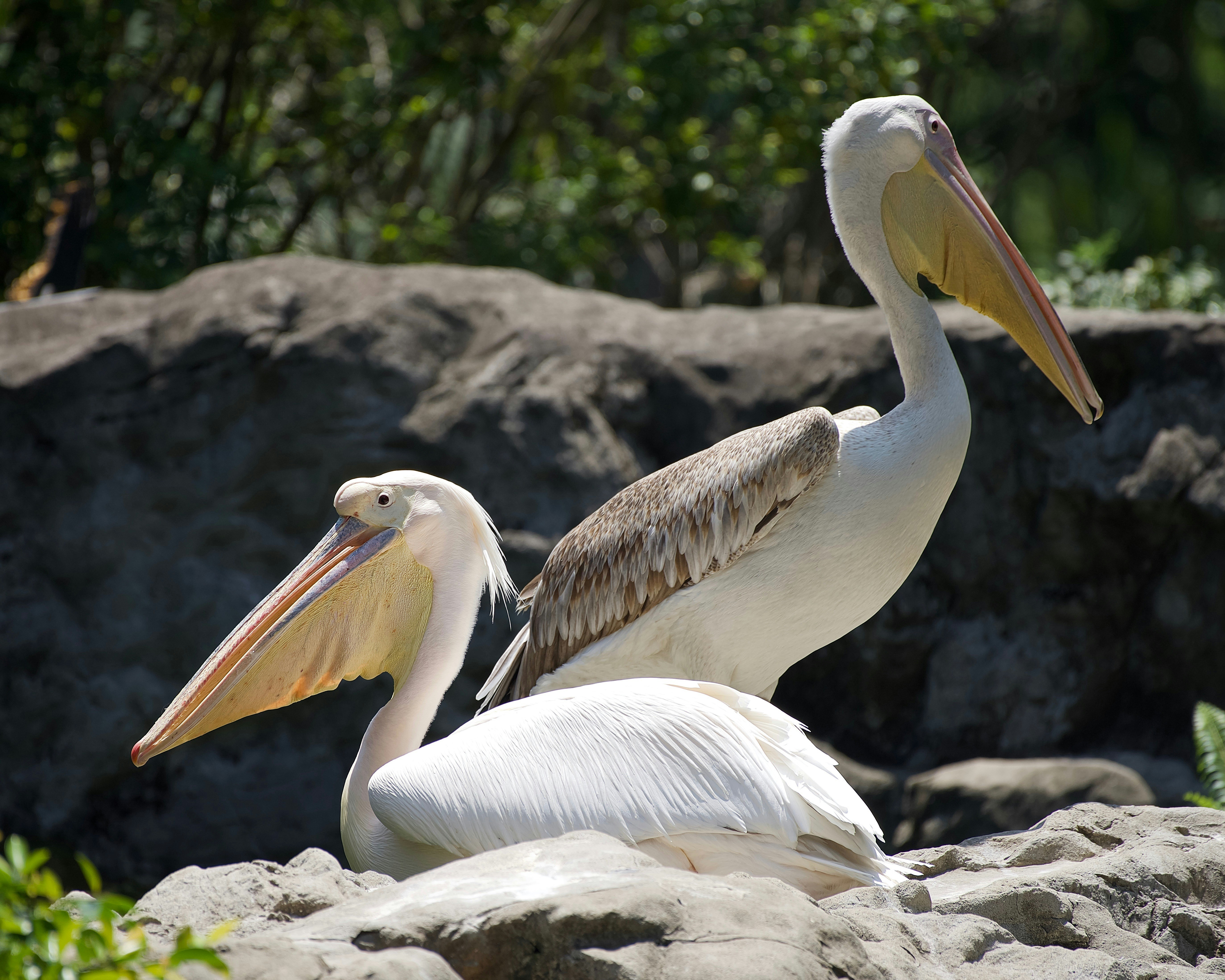 Sunlit Pelican Pair Resting on Rocky Shore