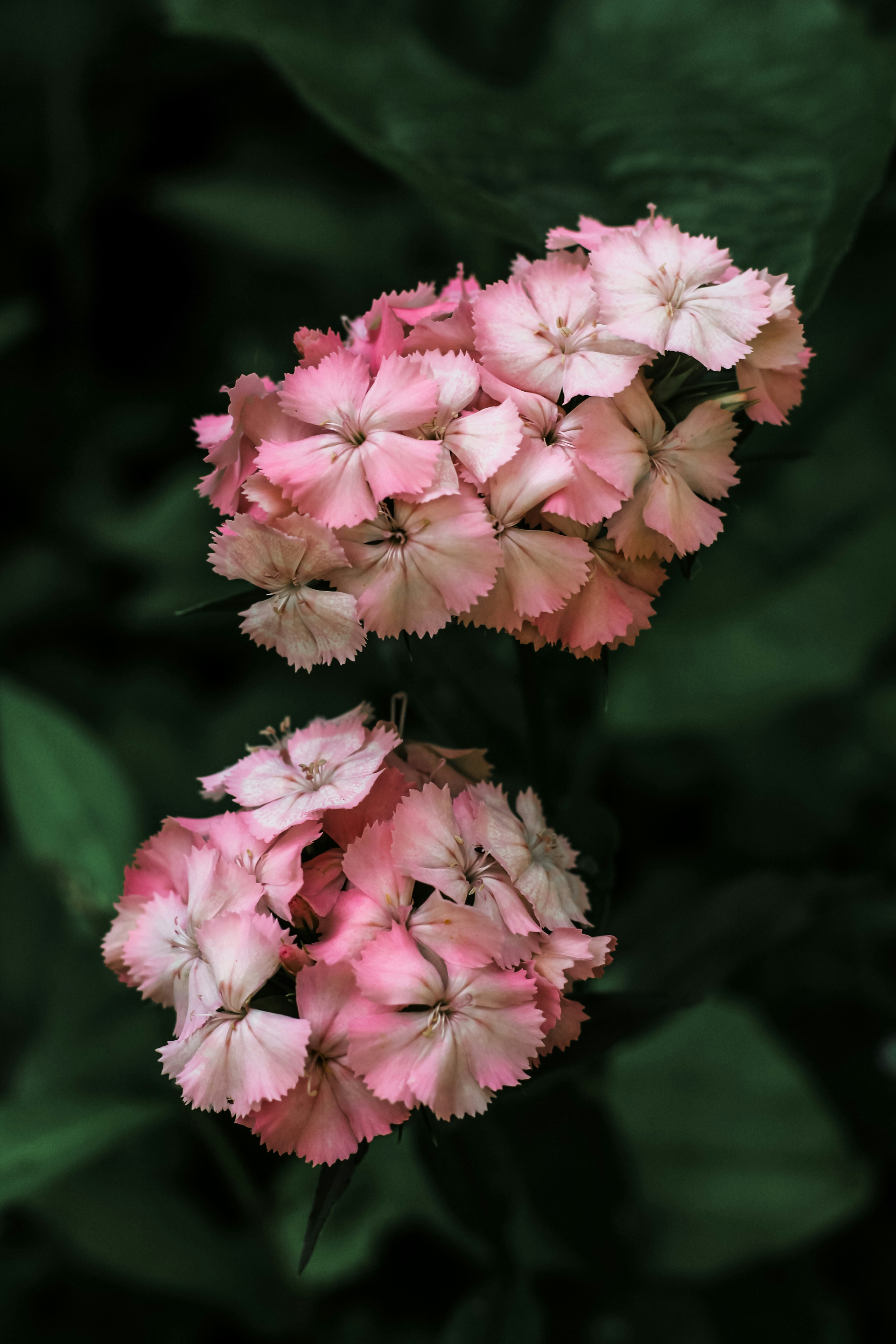 Two Soft Pink Hydrangea Clusters Nestle in a Velvet-green Foliage Backdrop