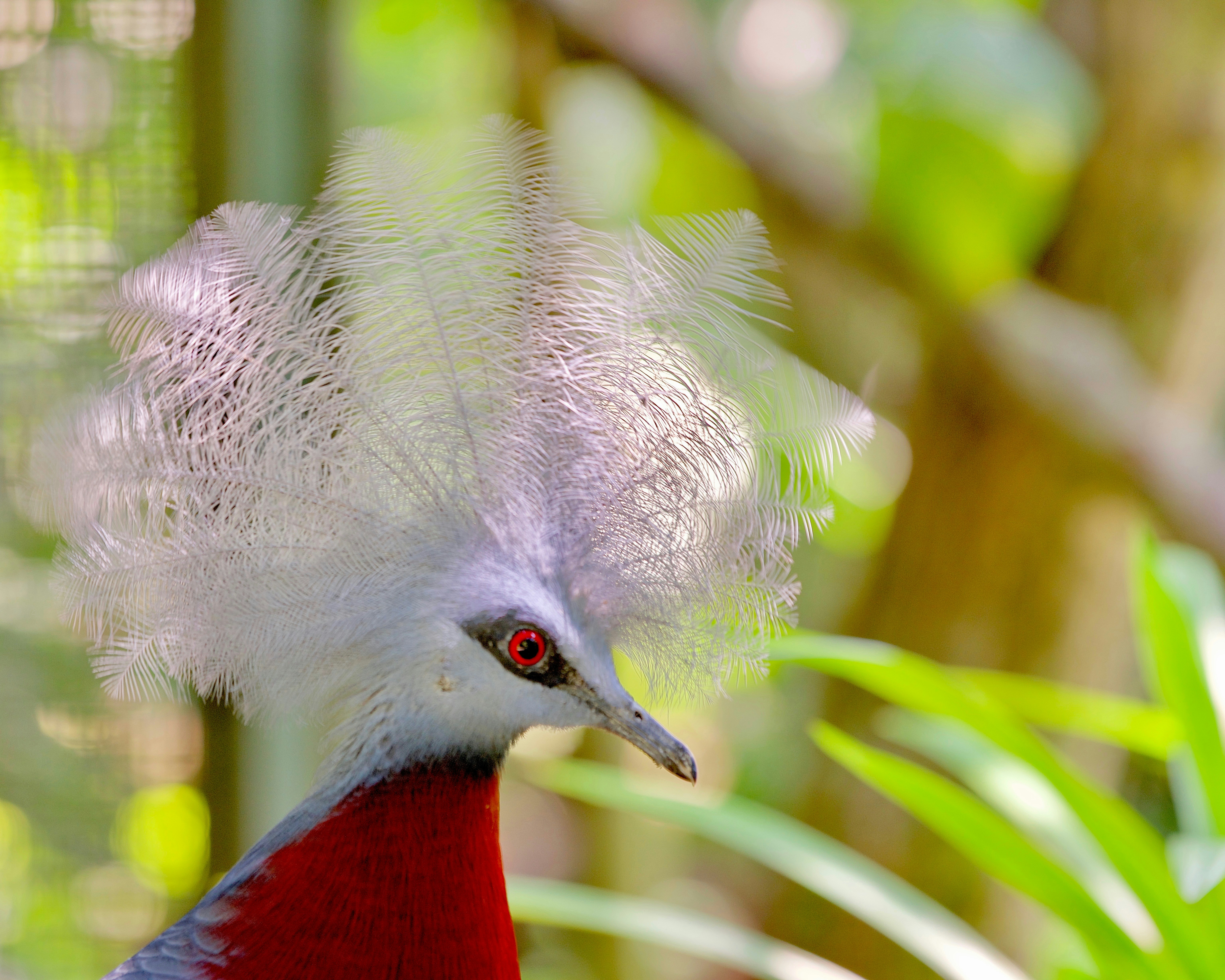 Lace Crest Portrait: Crowned Crane in Dappled Light