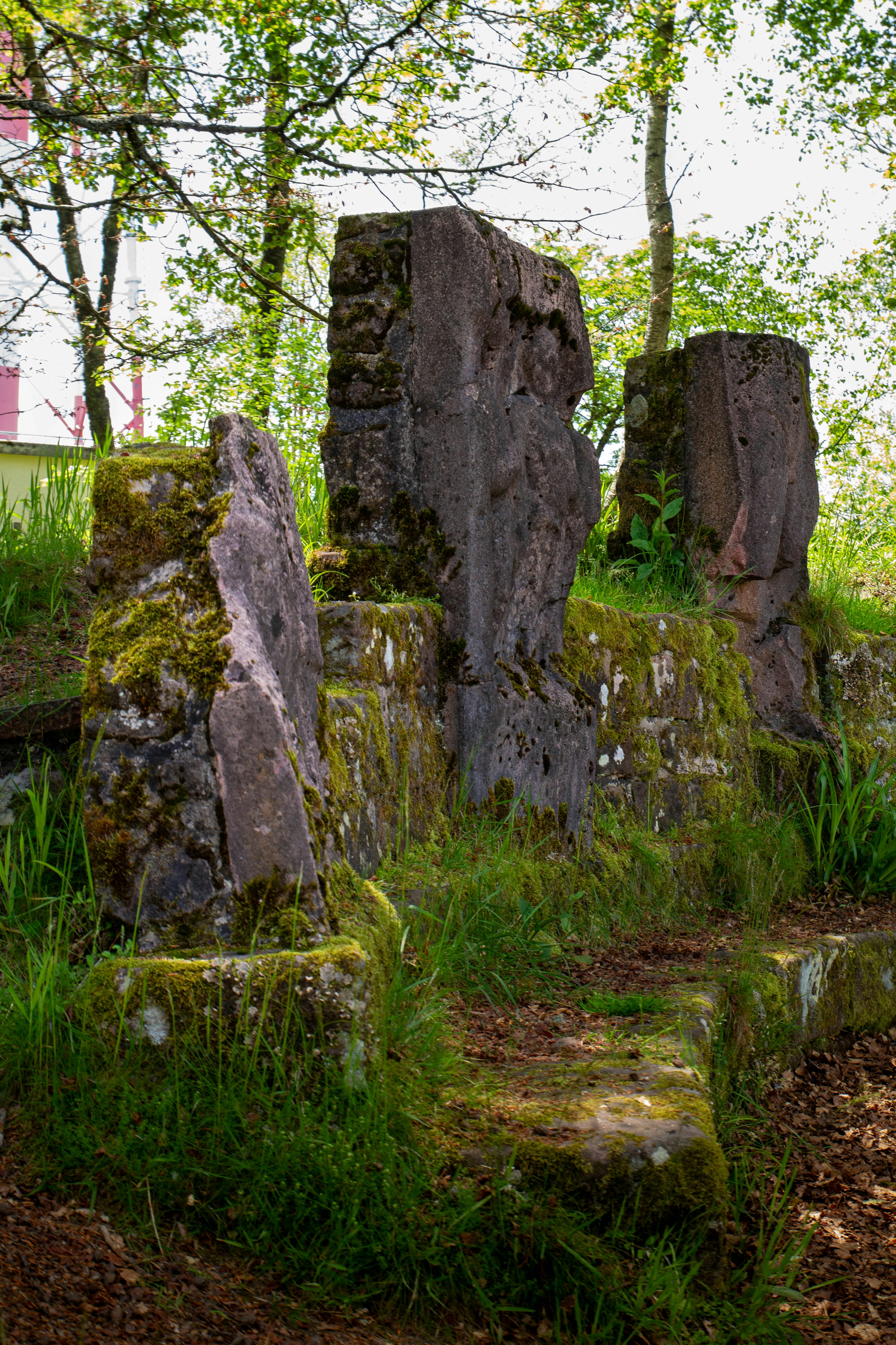 Moss-wrapped sentinels rise from a mossy terrace
