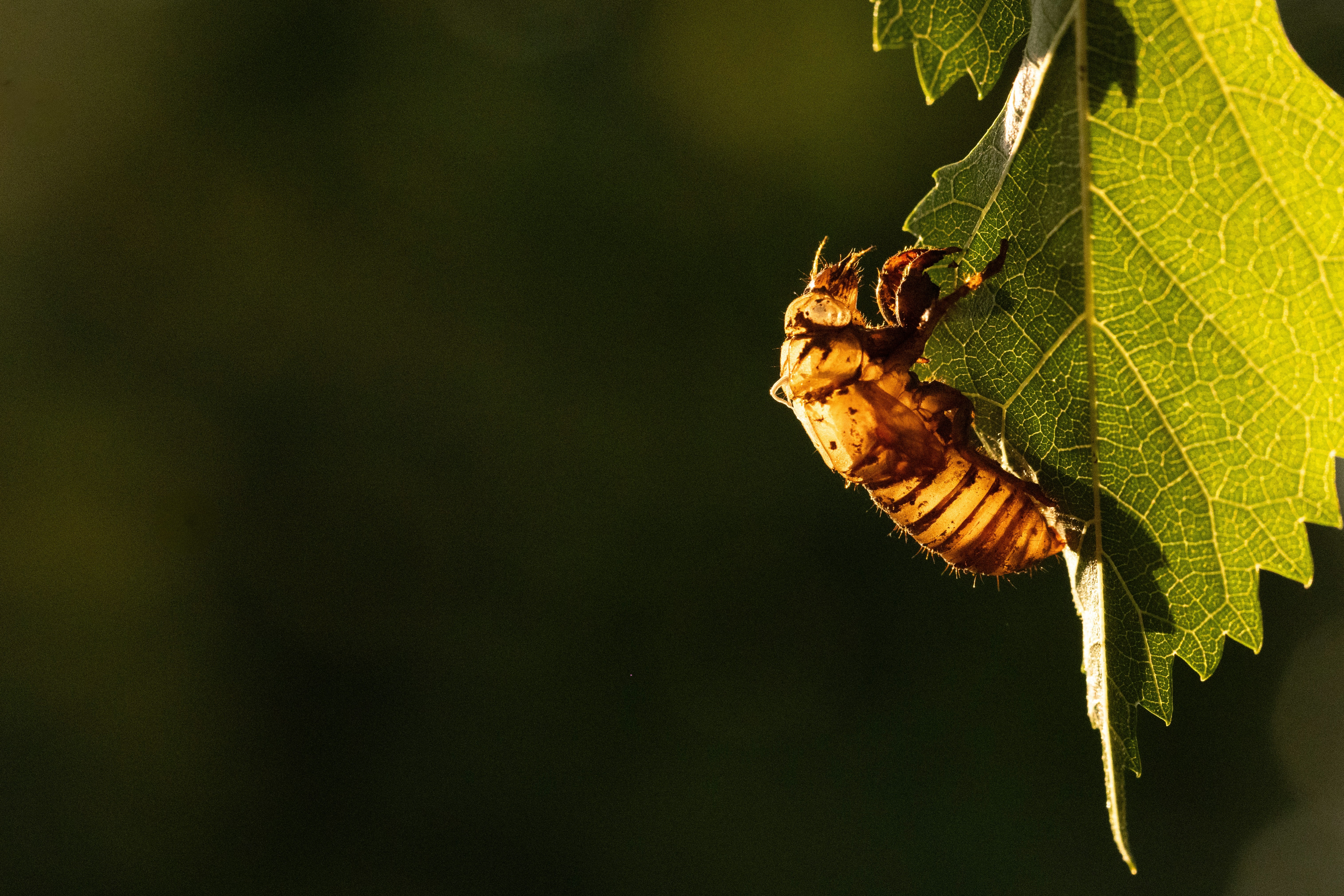 Cicada shell on tree leaf