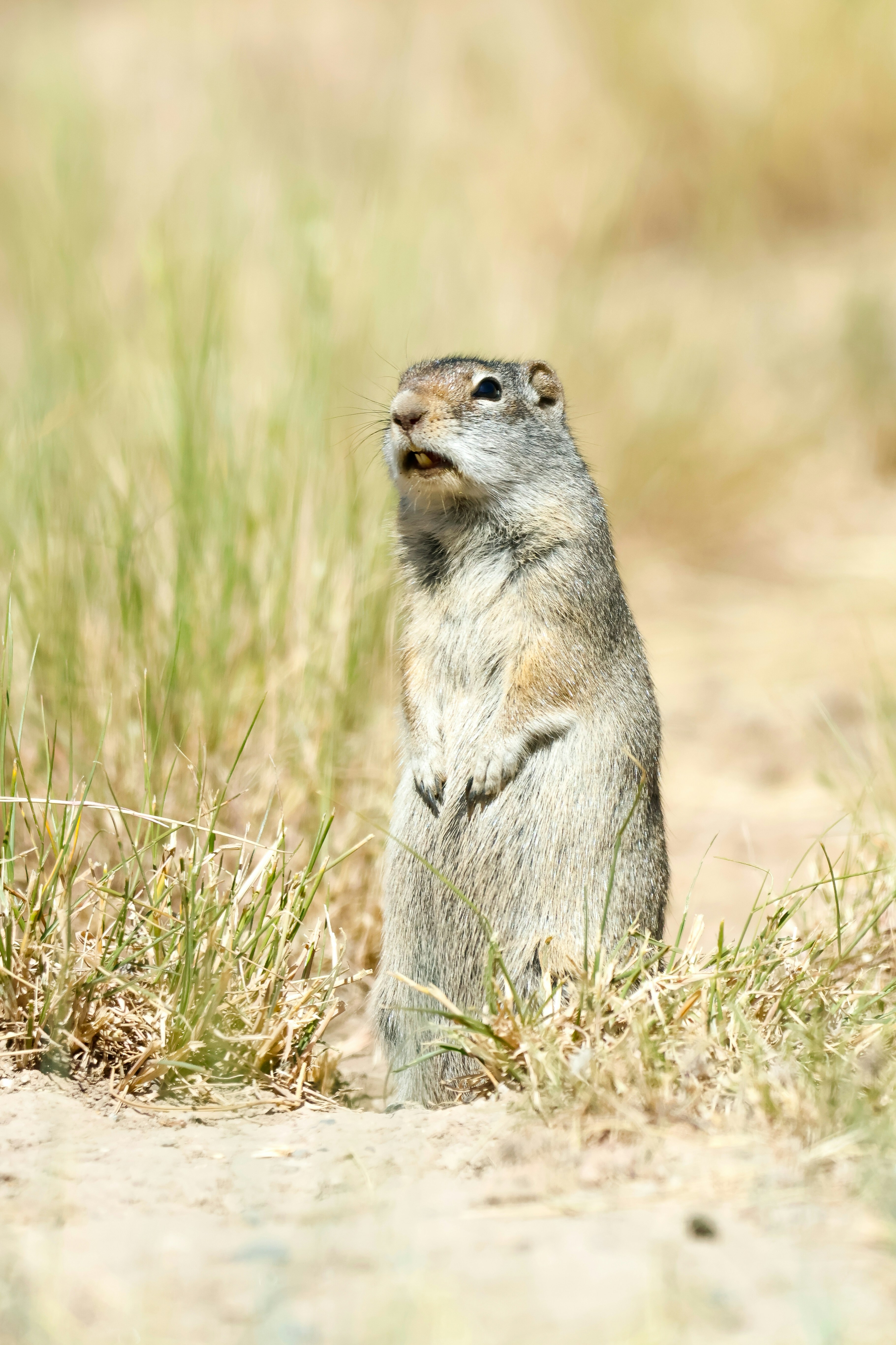 A groundhog standing on its hind legs in the grass photo – Free Animal ...