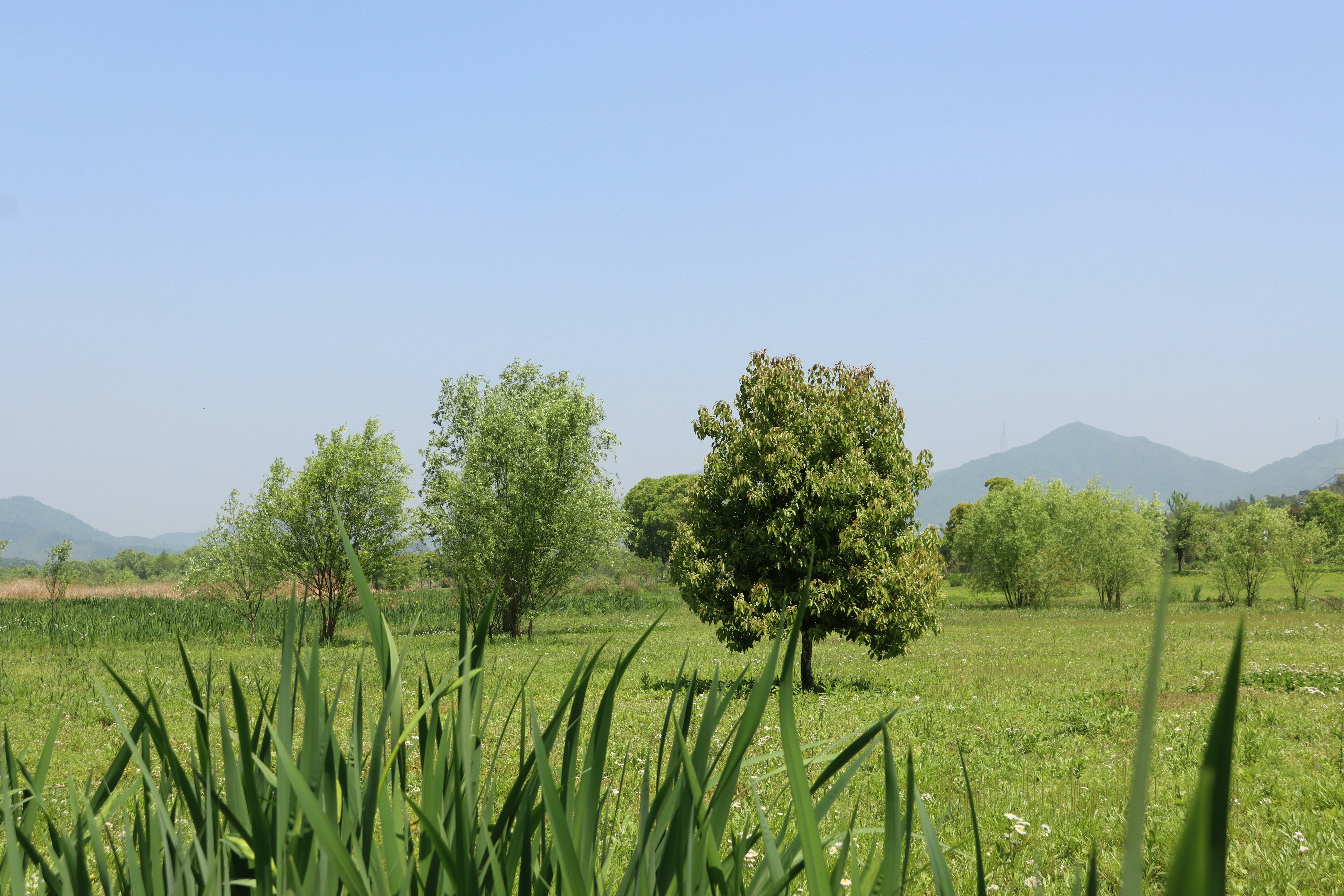 Verdant Spring at Si Ming Lake