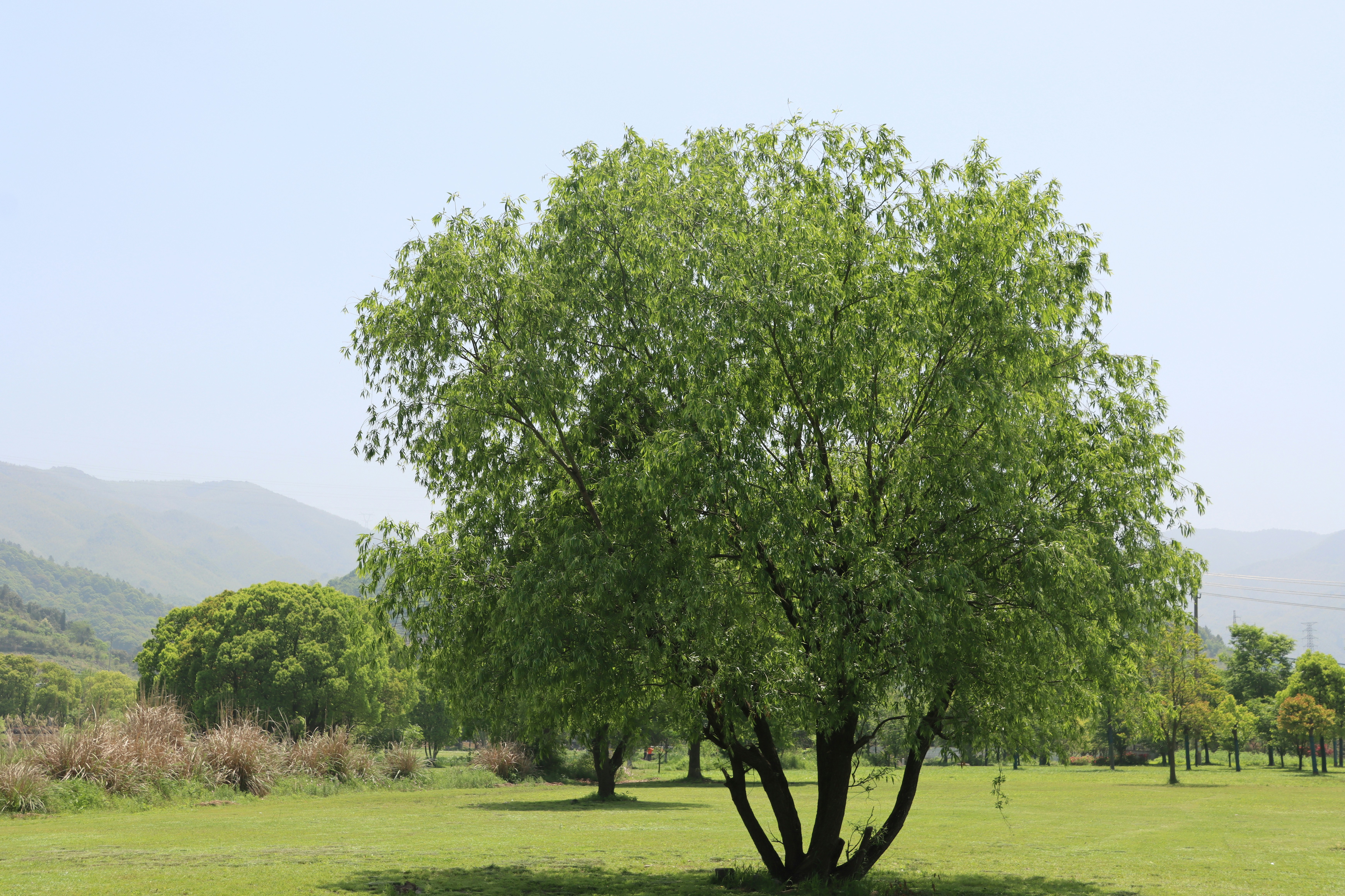 Canopy Sentinel: A Tree Stands Center Stage in a Sunlit Valley