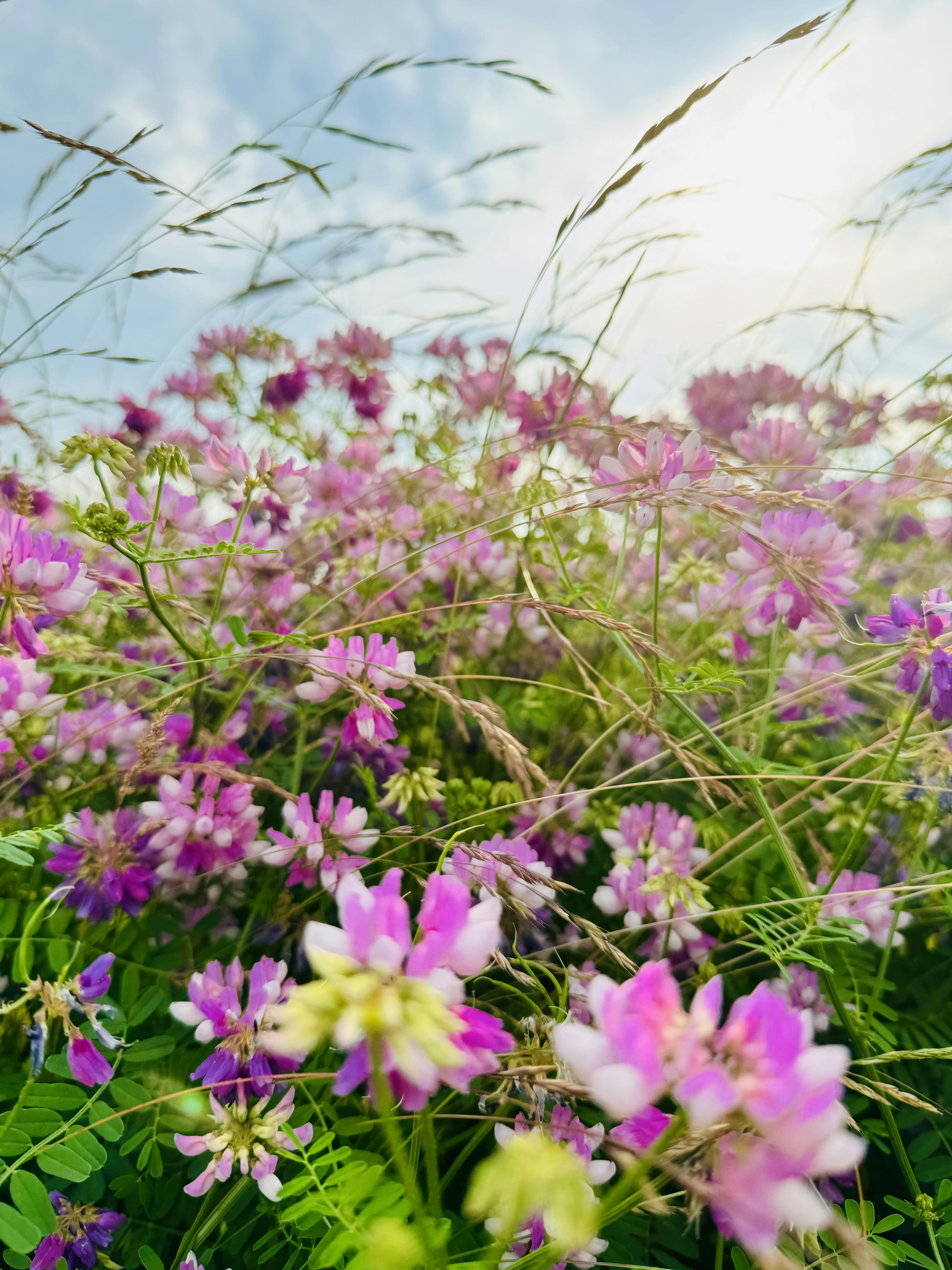 Whispers of Wildflowers in the Gentle Breeze