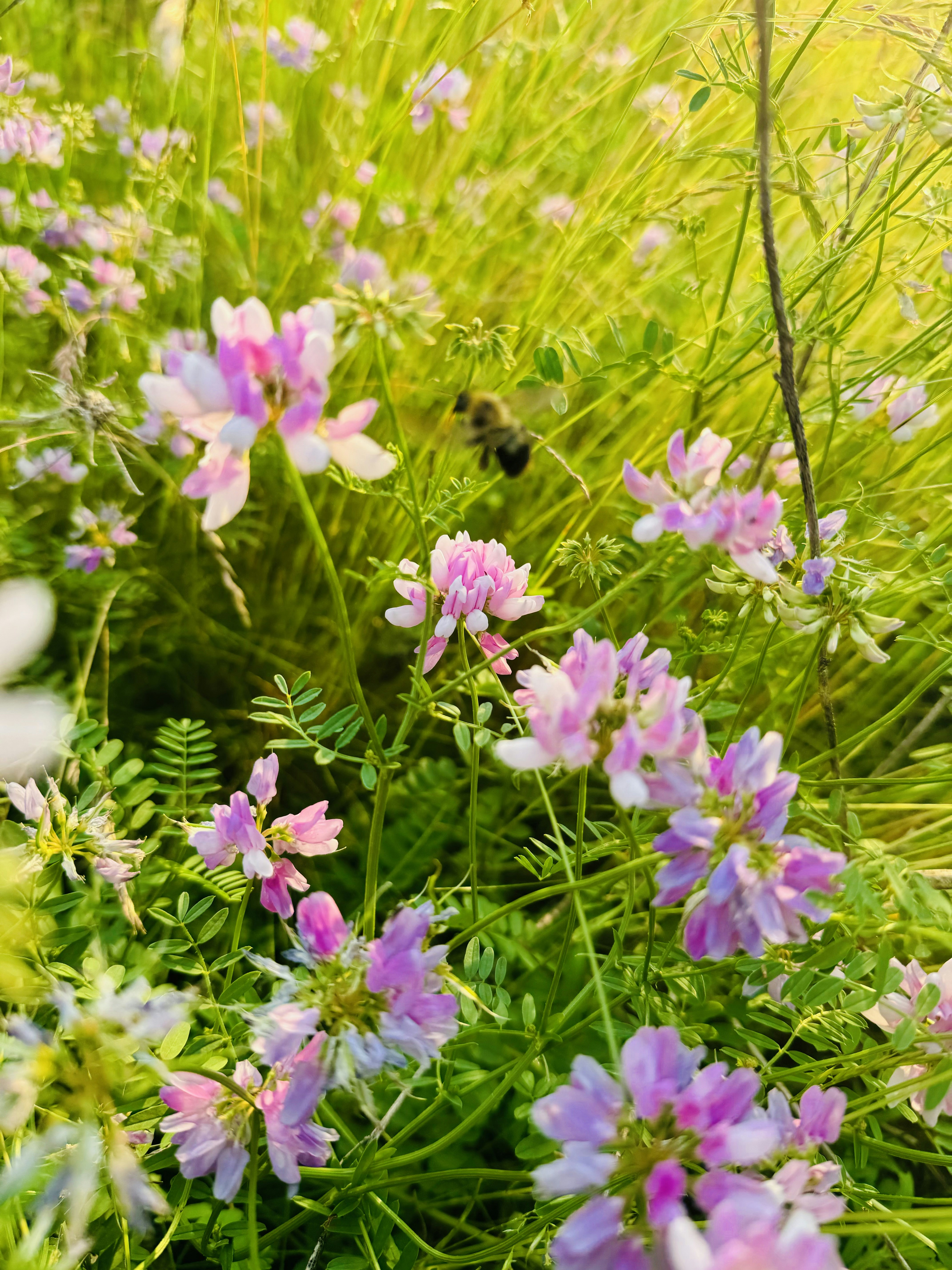 A bunch of flowers that are in the grass
