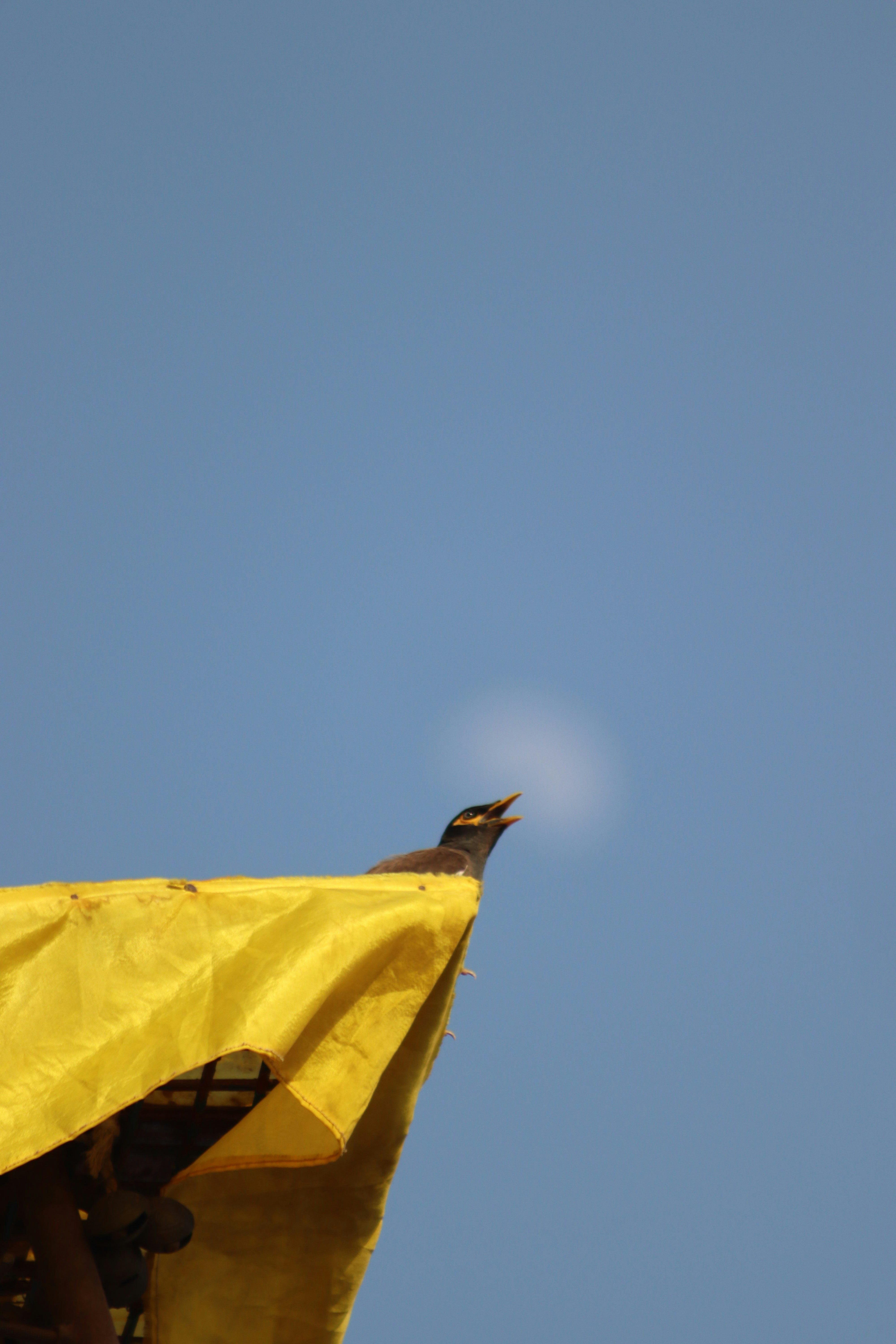 Edge of a Yellow Shelter: A Songbird’s Quiet Call Against a Blue Sky