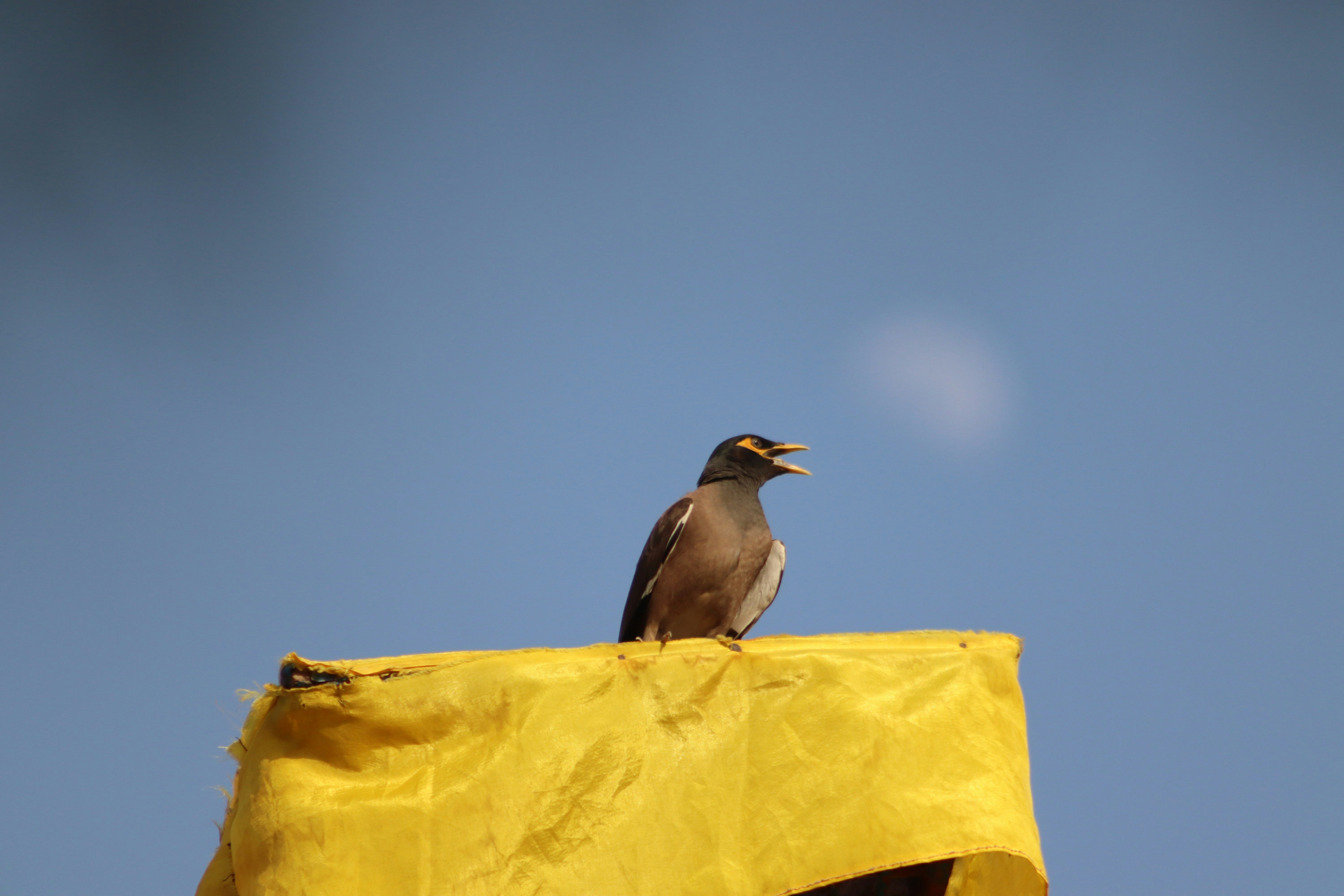 Singing on a Sunlit Yellow Canopy Against a Vast Blue Sky