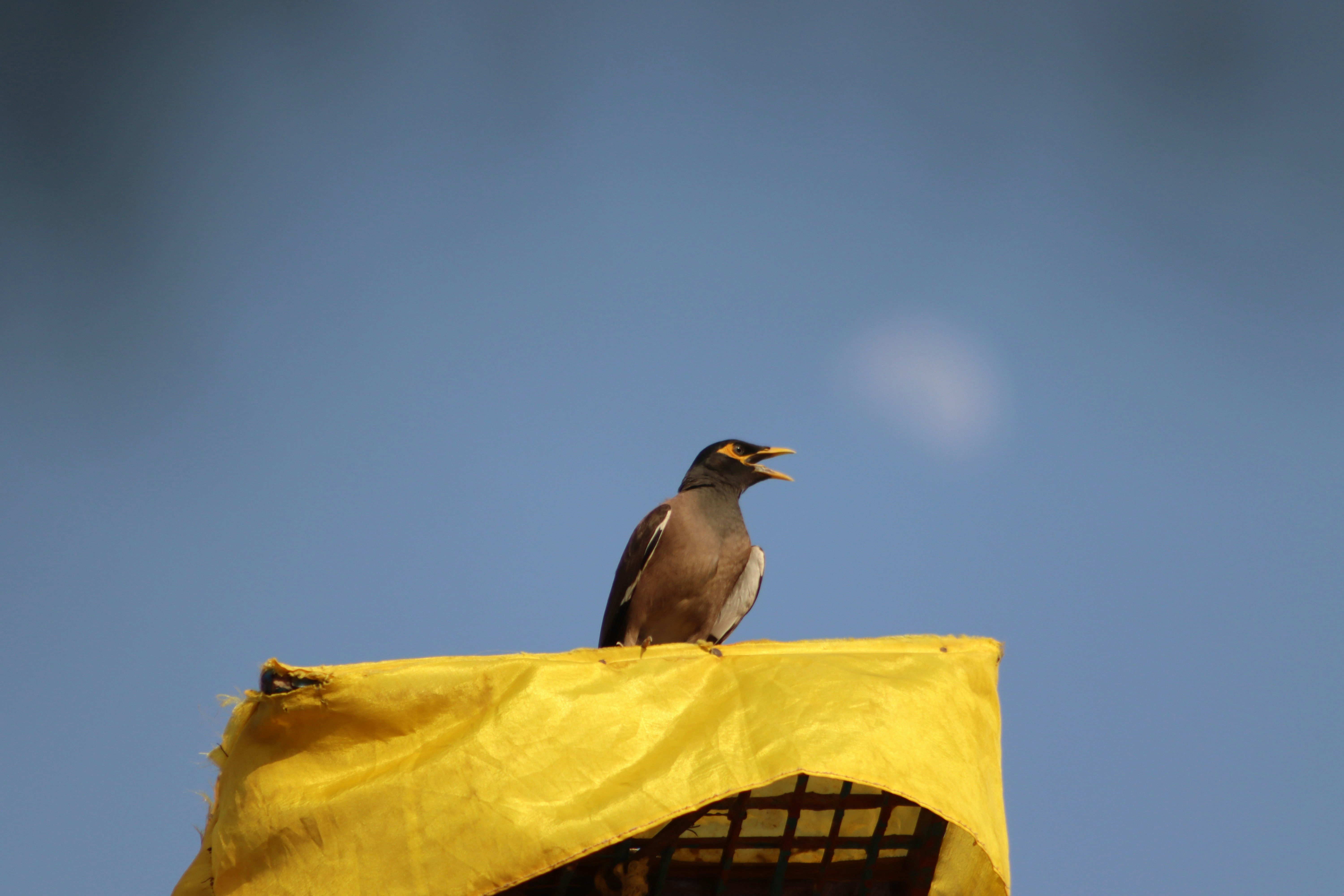 Sentry on a Sunlit Canopy