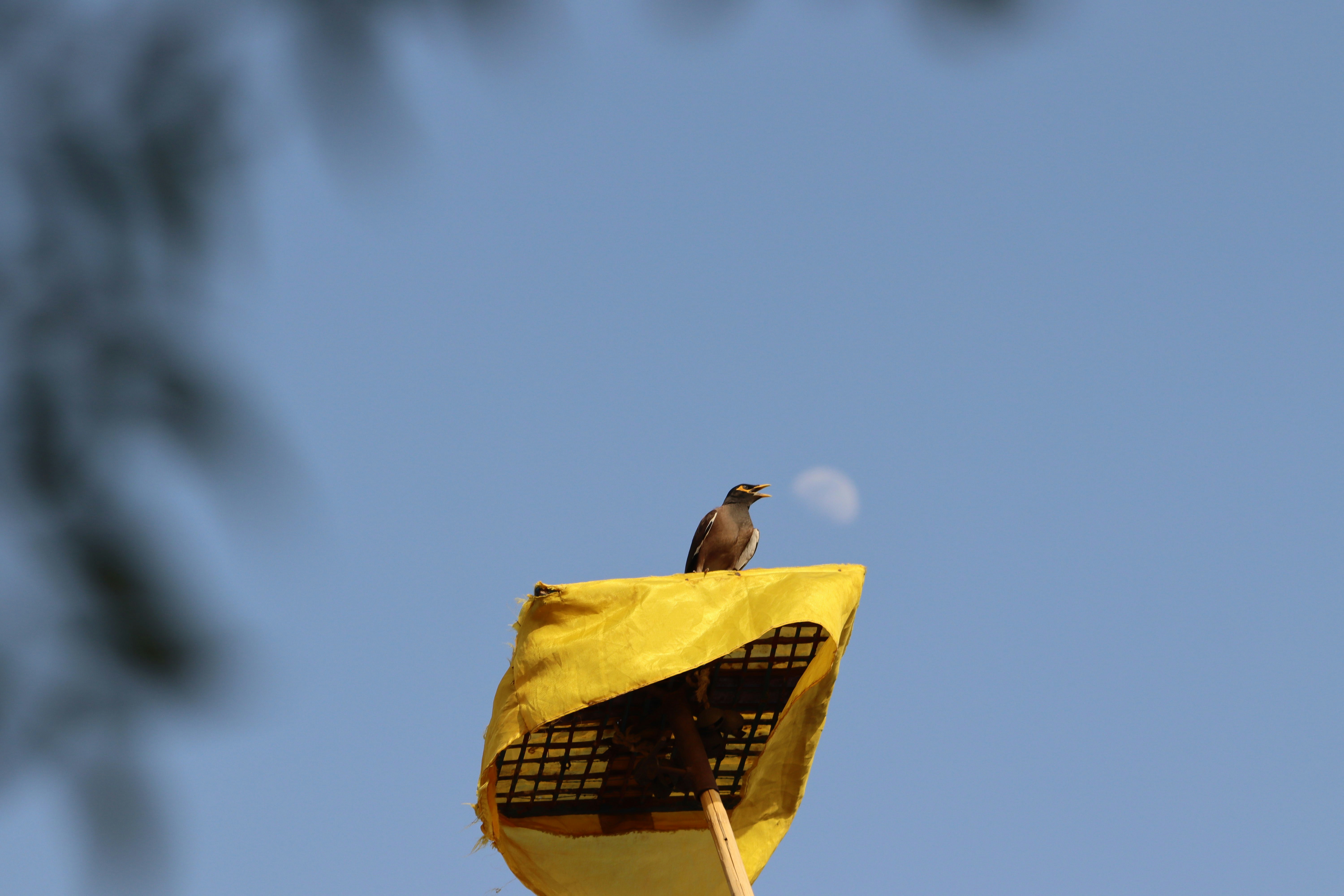 Quiet Vigil on a Sunlit Yellow Feeder Under a Clear Blue Sky