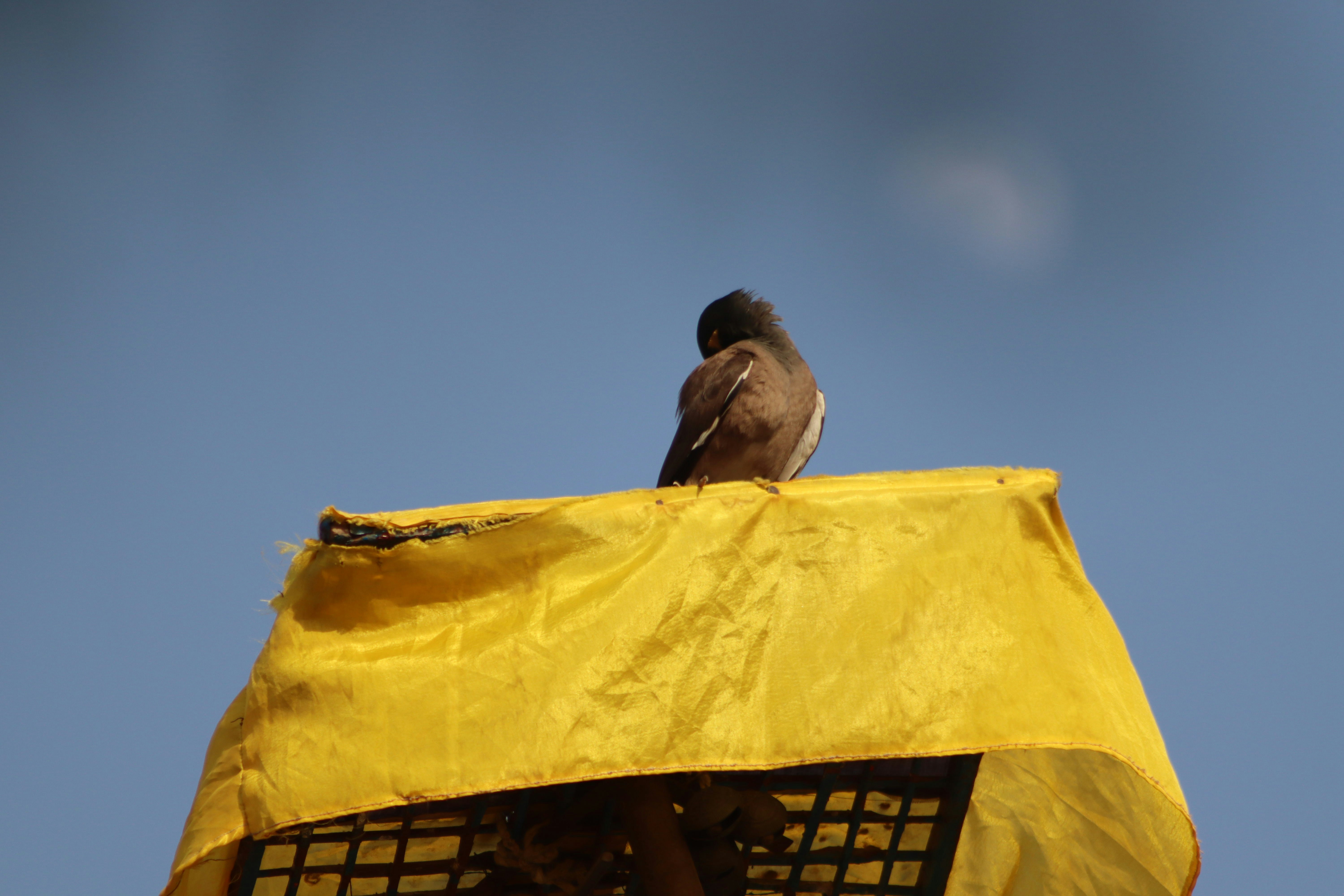 Bird on a Yellow Summit: A Lone Watcher Above the City