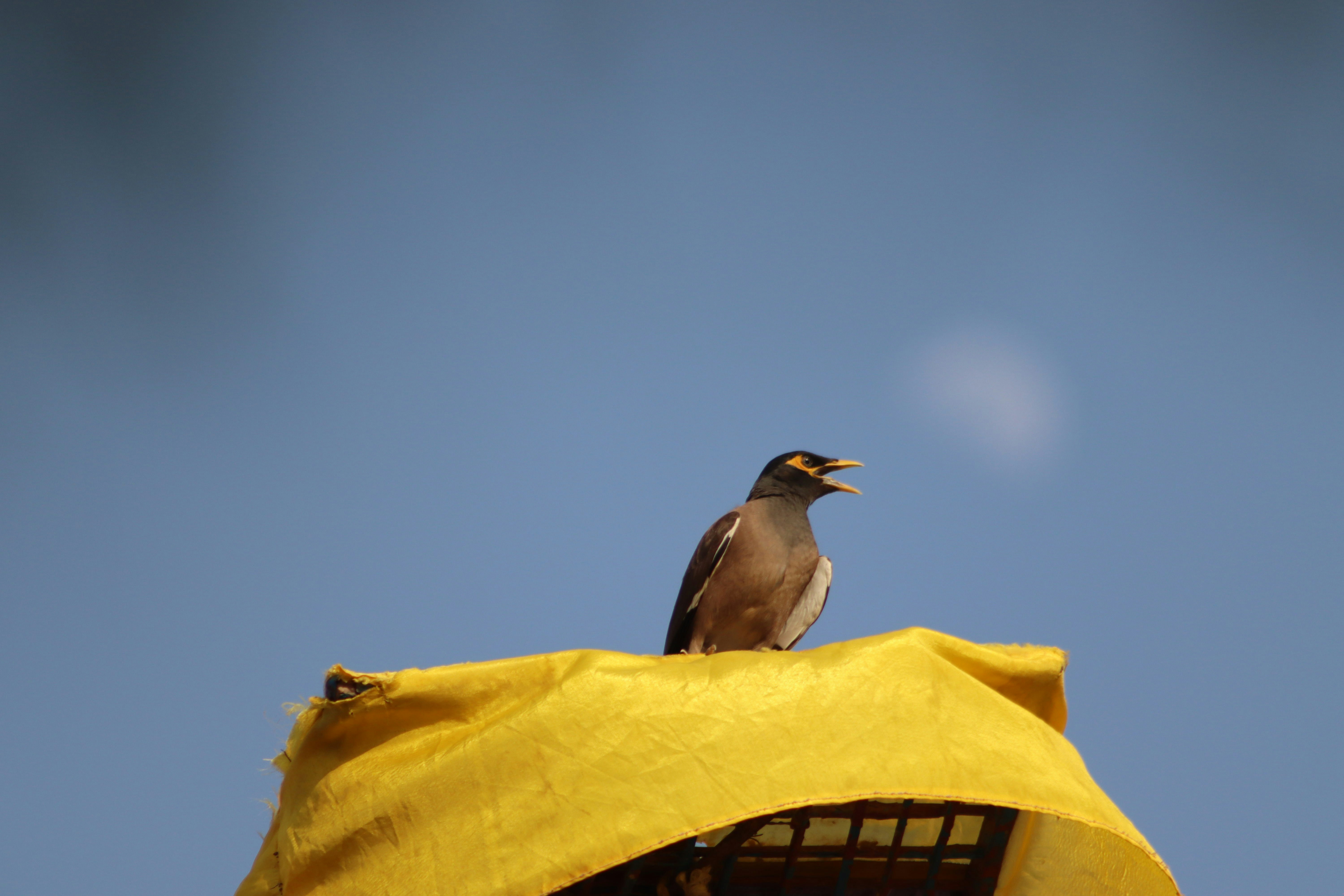 Call of the Perch: A Lone Songbird on a Sunlit Yellow Shelter