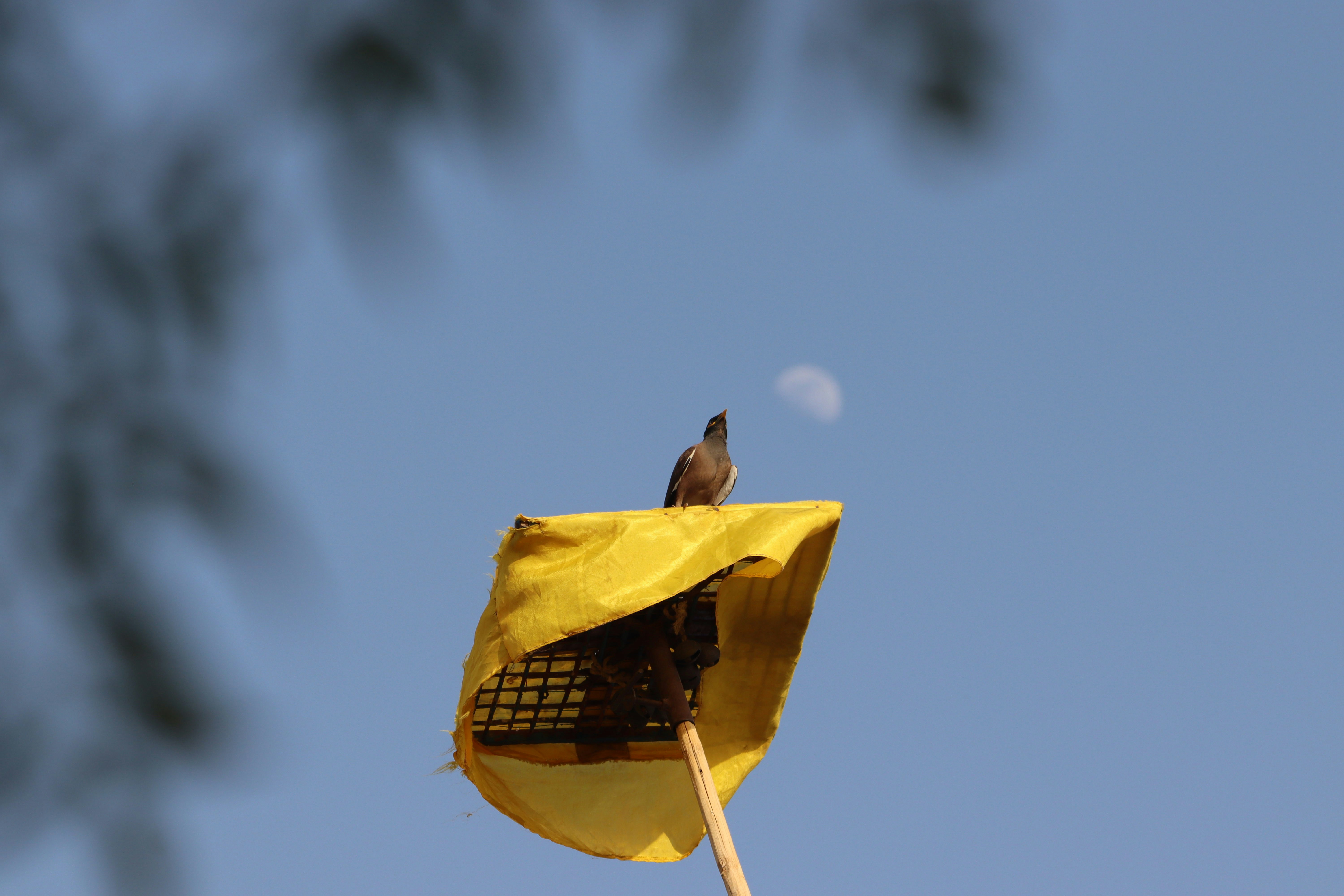 Bird Perched on Tattered Banner under a Pale Moon