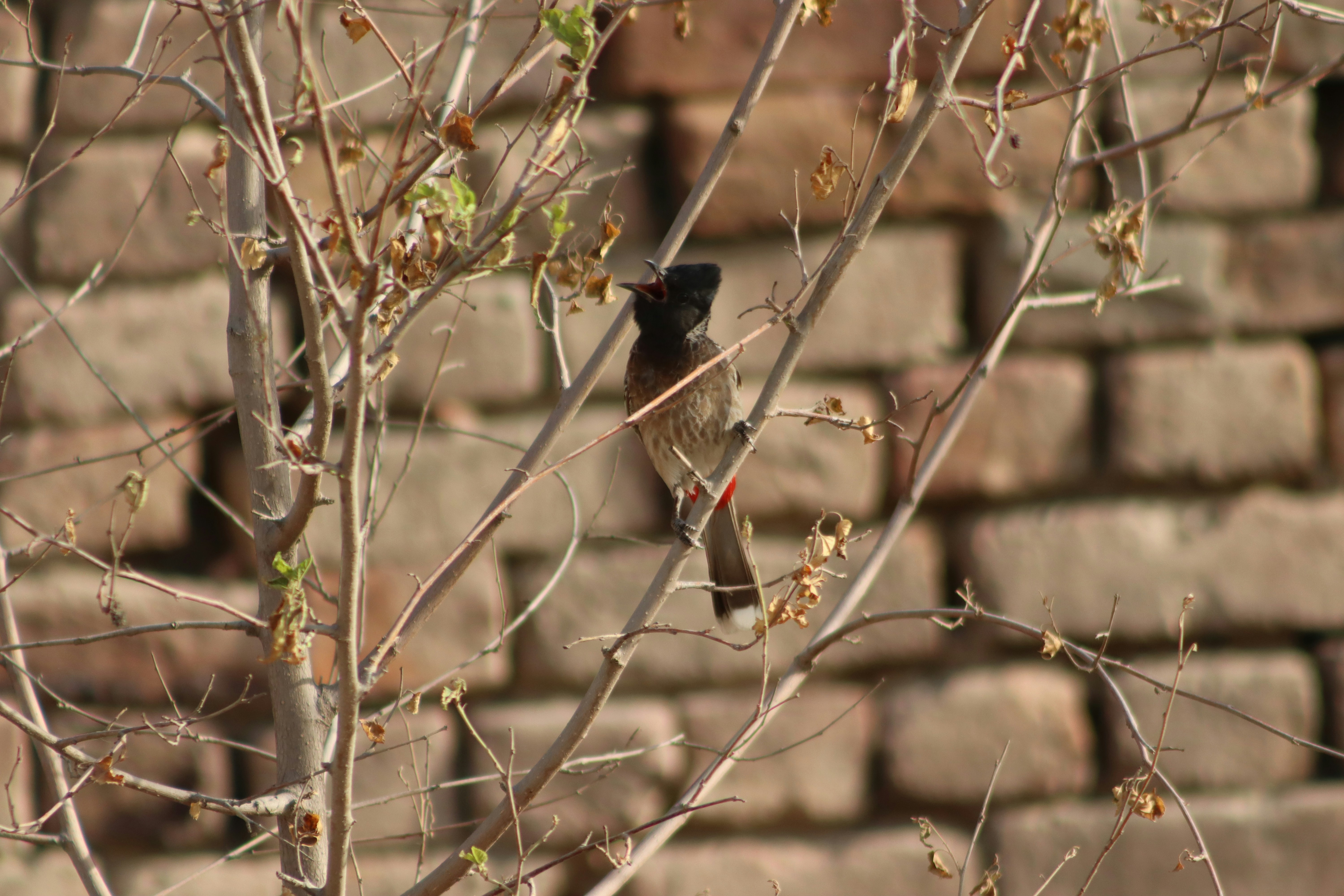Sparrow Among Bare Twigs Against a Weathered Brick Backdrop