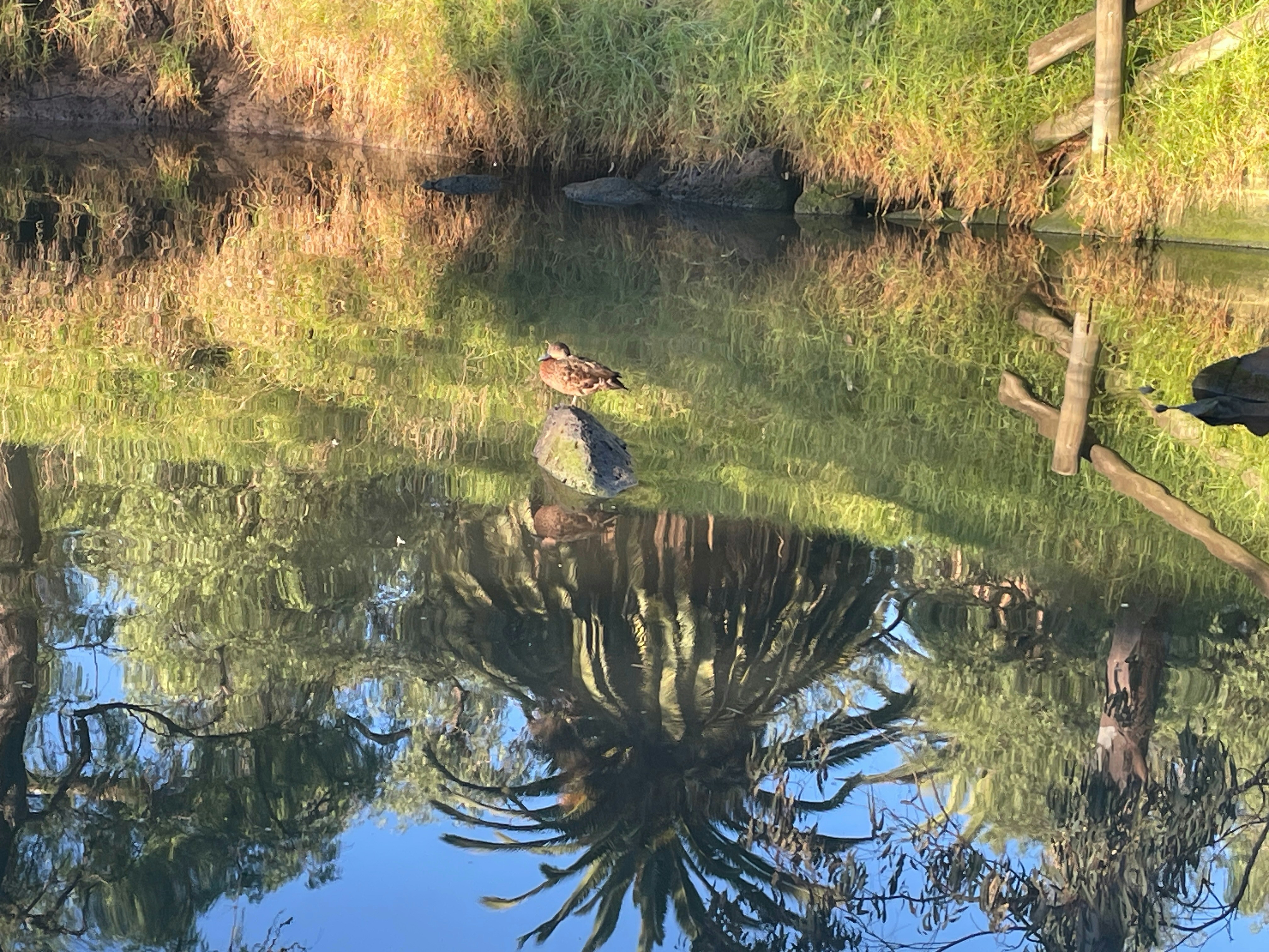 Duck on a Tranquil Pond Framed by Palm Reflections