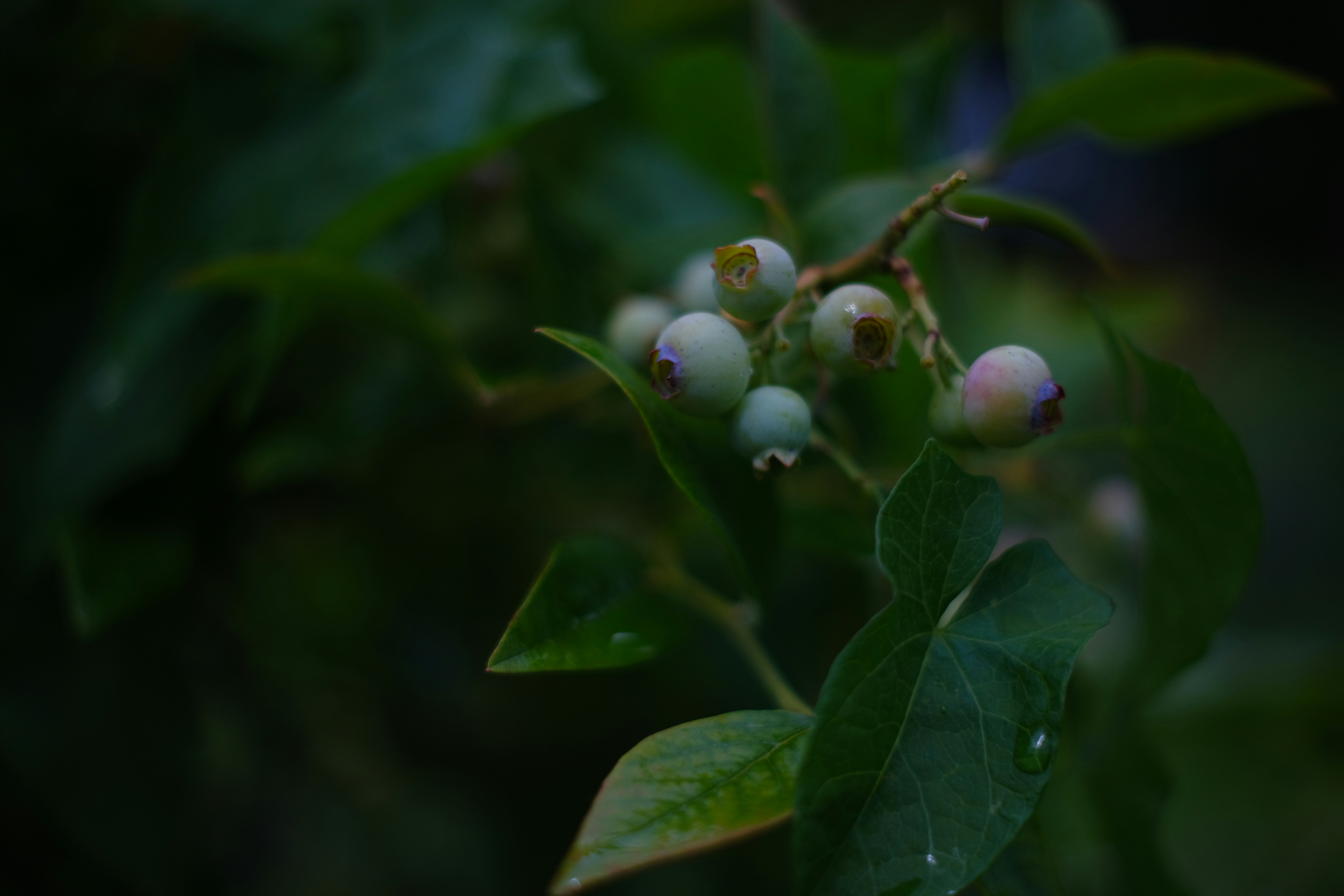 Twilight Berries in Velvet Foliage