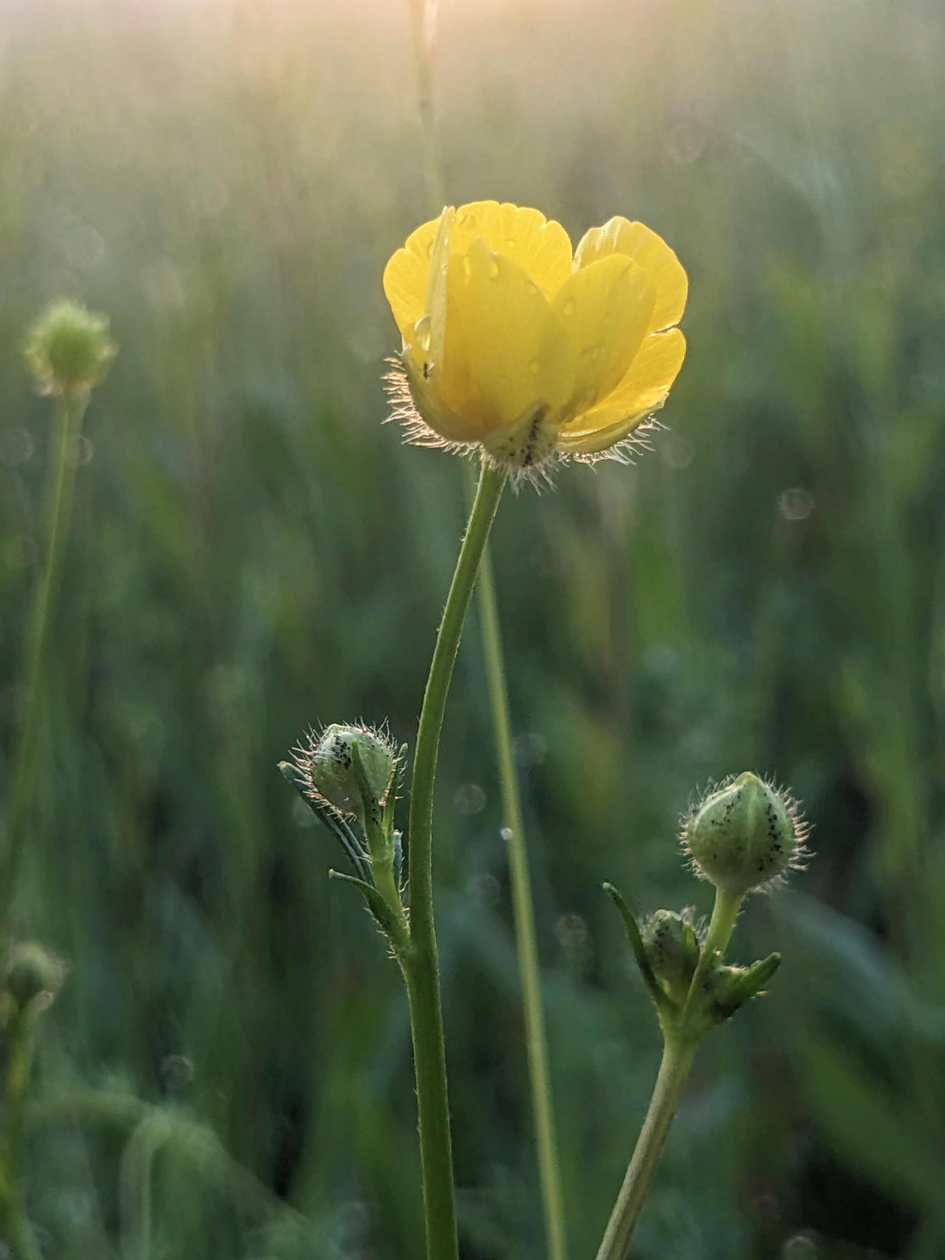Golden Poppy in Backlit Meadow