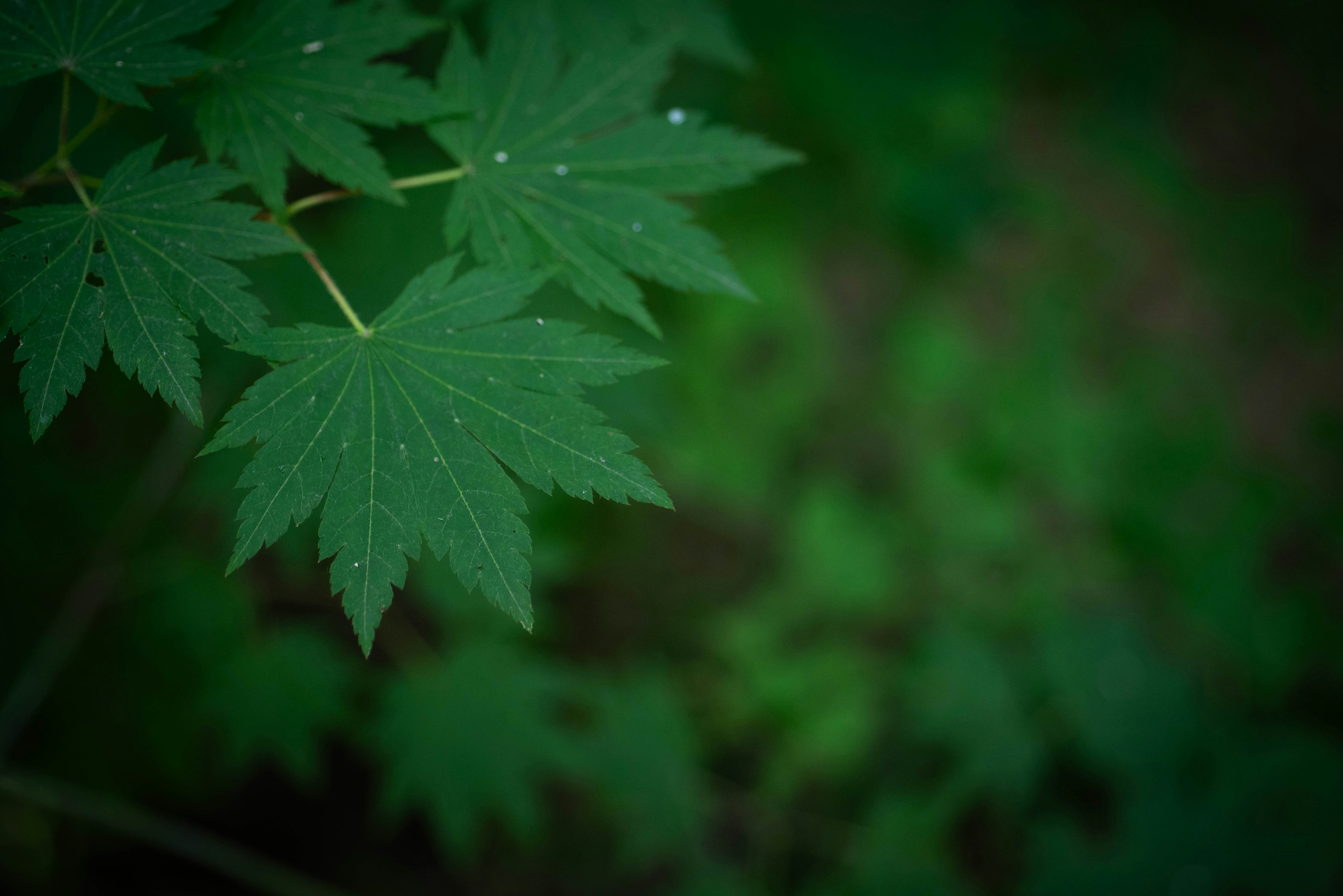 Emerald Veil: A Leaf’s Quiet Morning