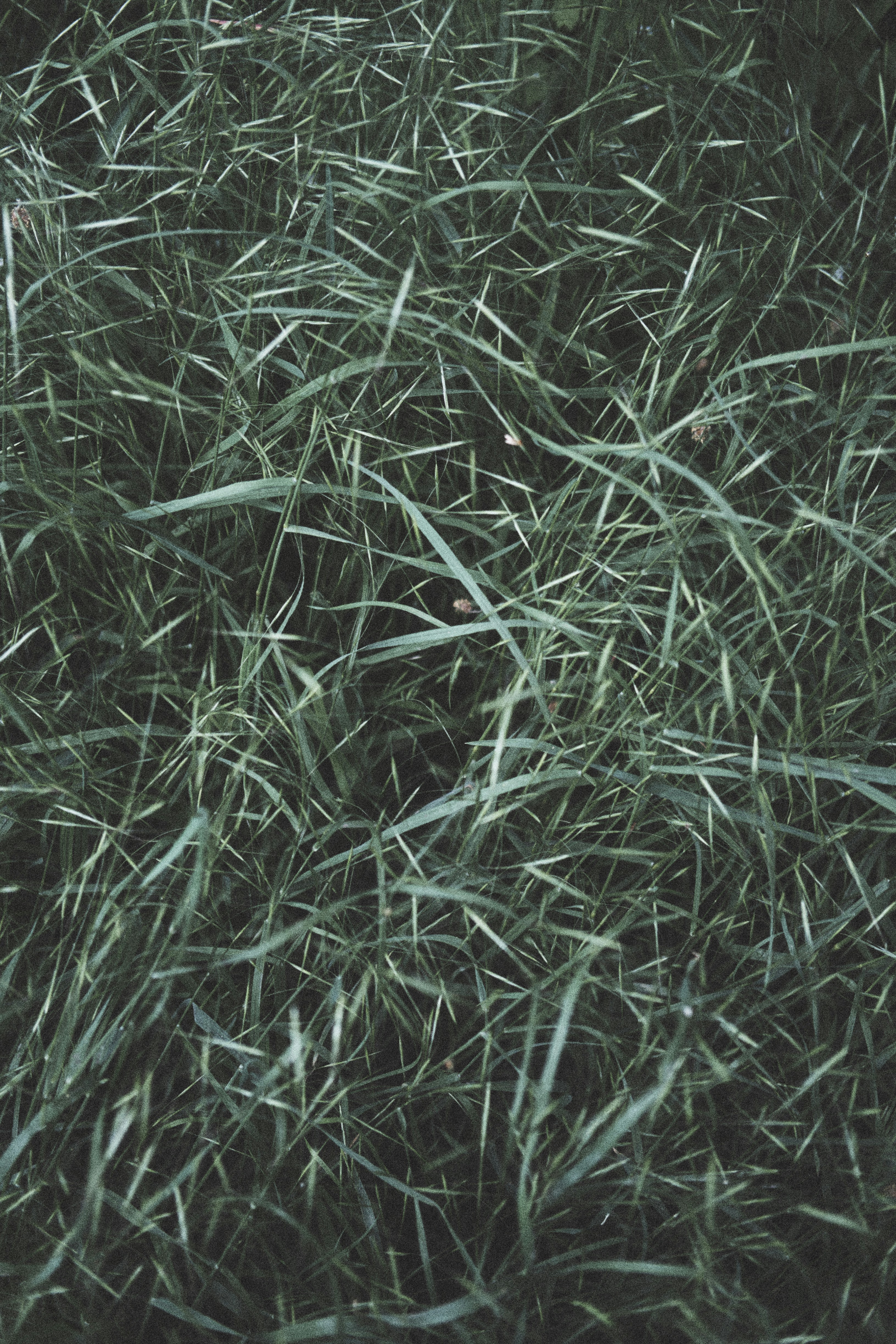 A close up of a green grass field photo – Free Wallpaper Image on Unsplash