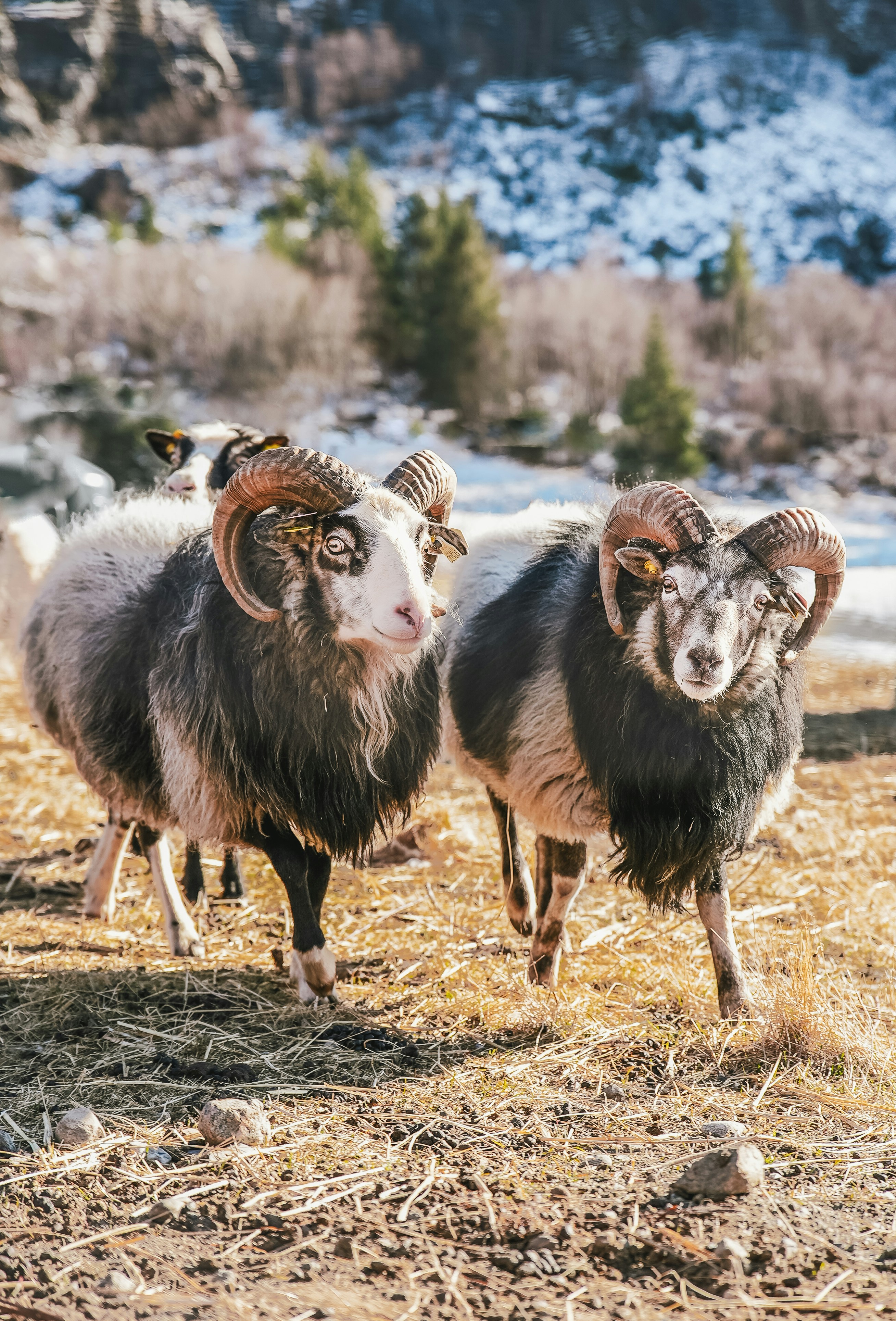 Photo by Emle Pedersen with Sony Alpha 7S III