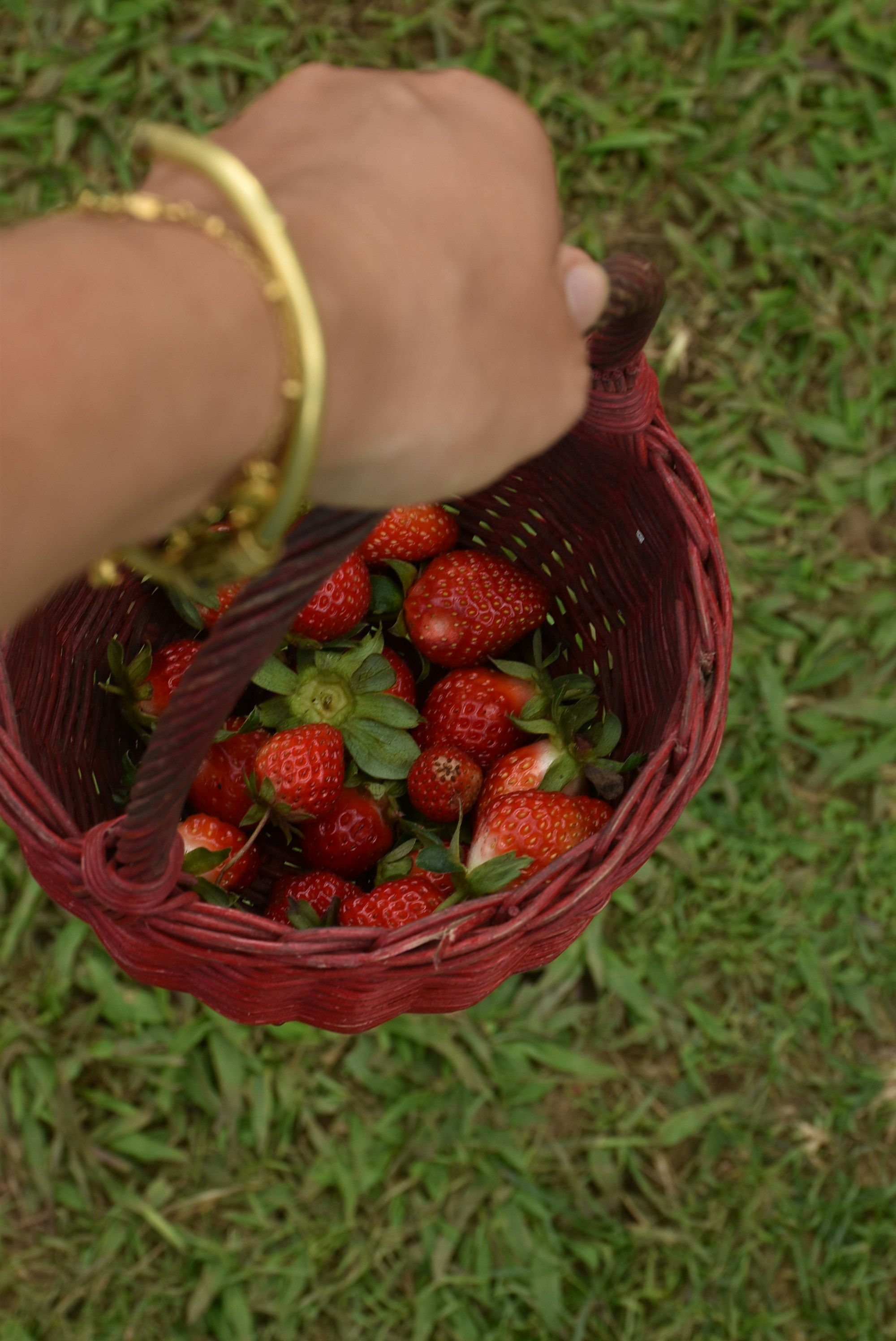 Crimson Harvest: Strawberries Rest in a Woven Basket