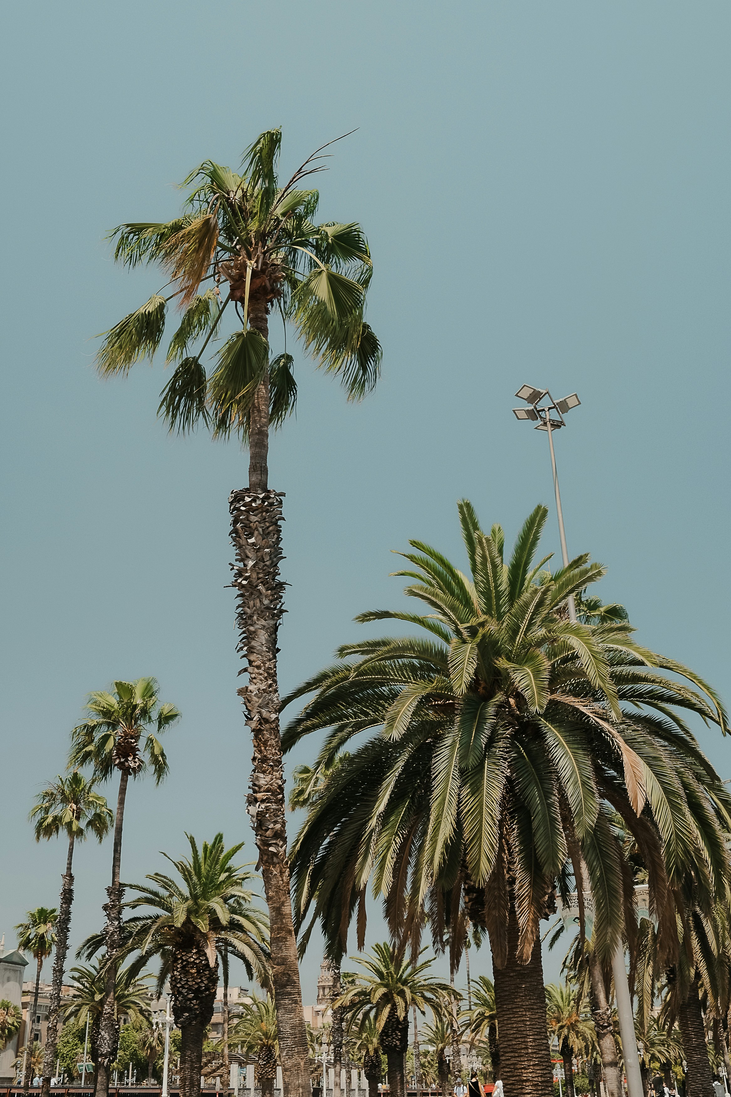 Promenade Palms Against a Serene Coastal Blue