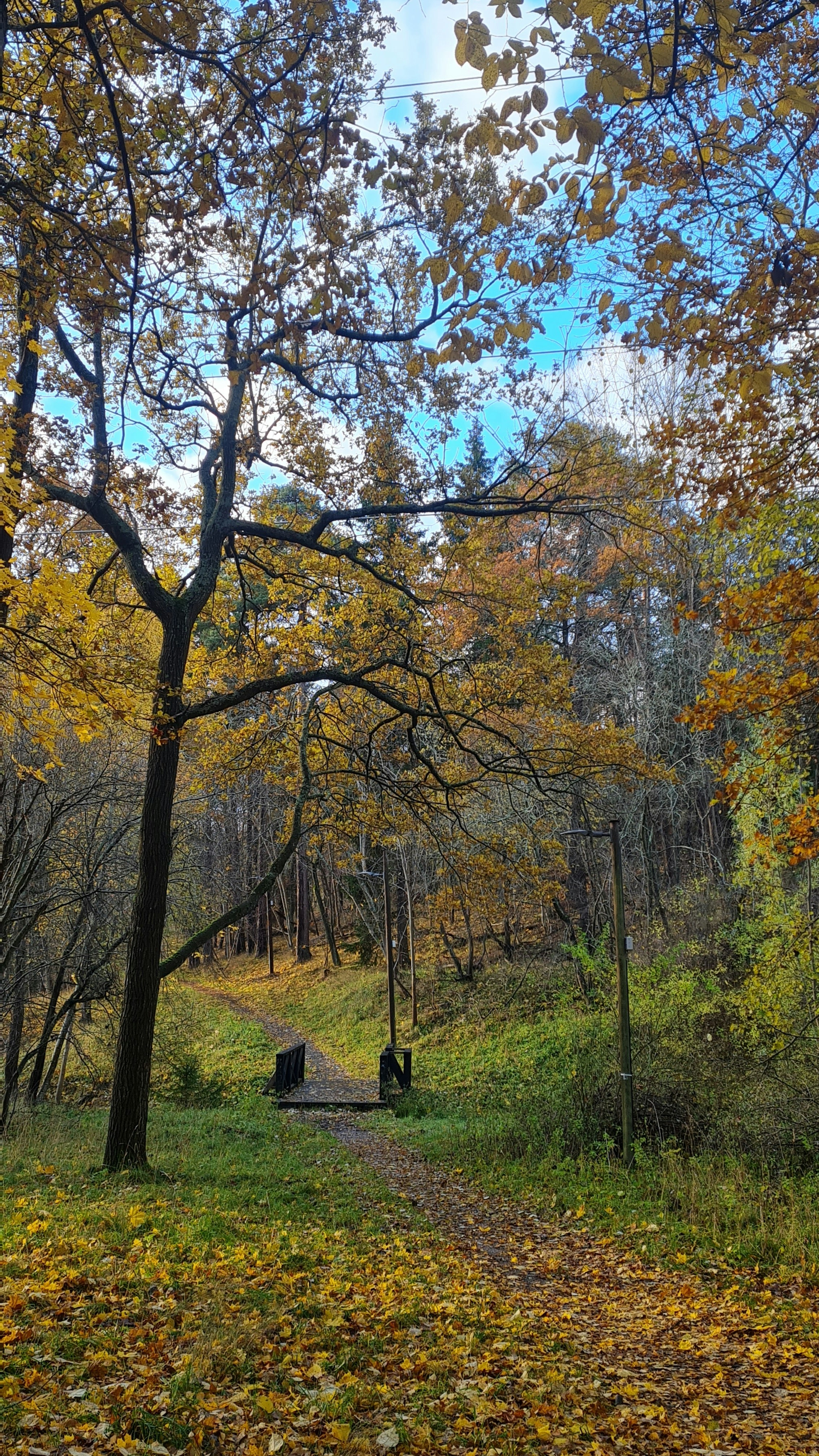 Autumn Bridge Over a Leaf-Littered Forest Path