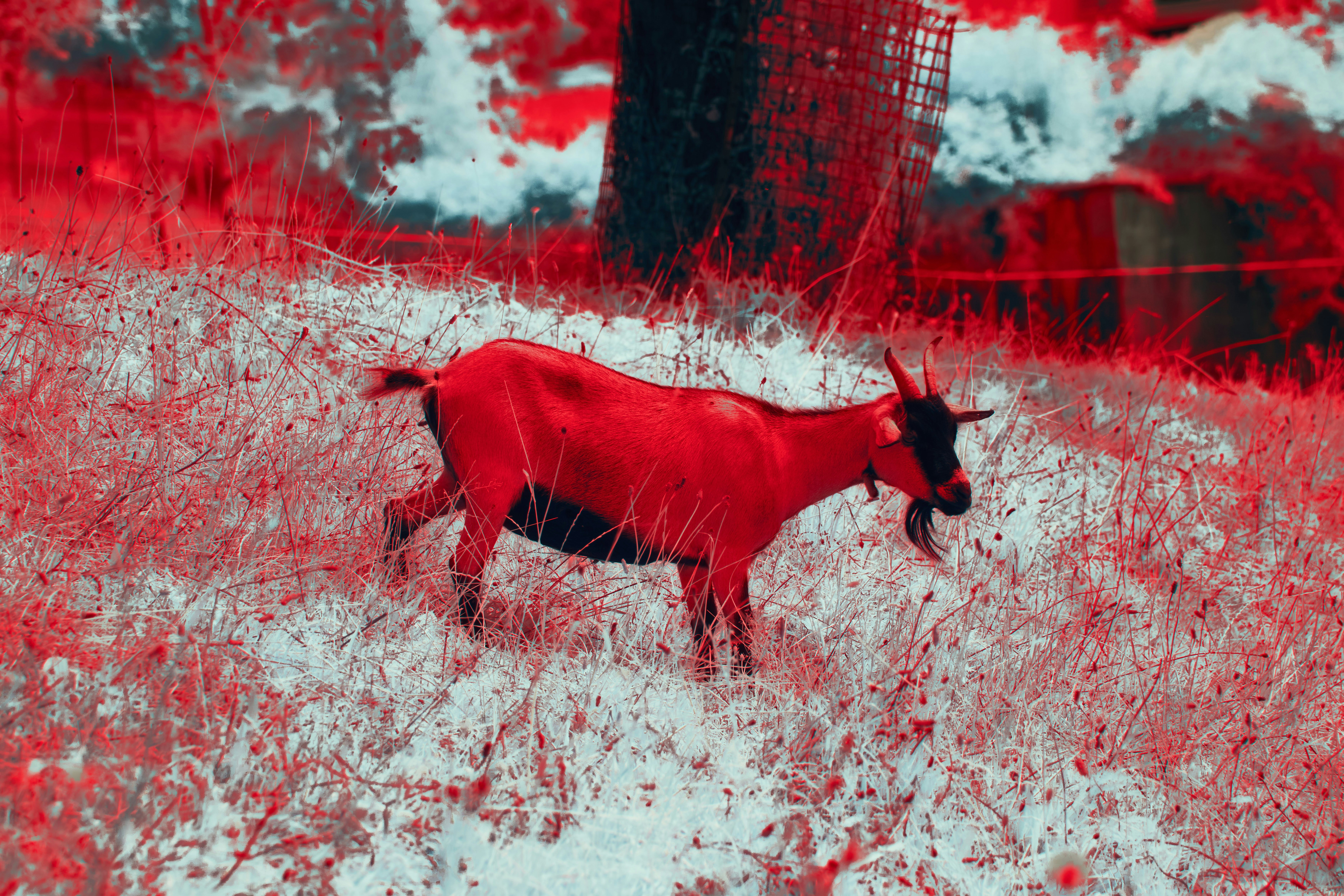 A red cow walking through a snowy field photo – Free Animal Image on ...