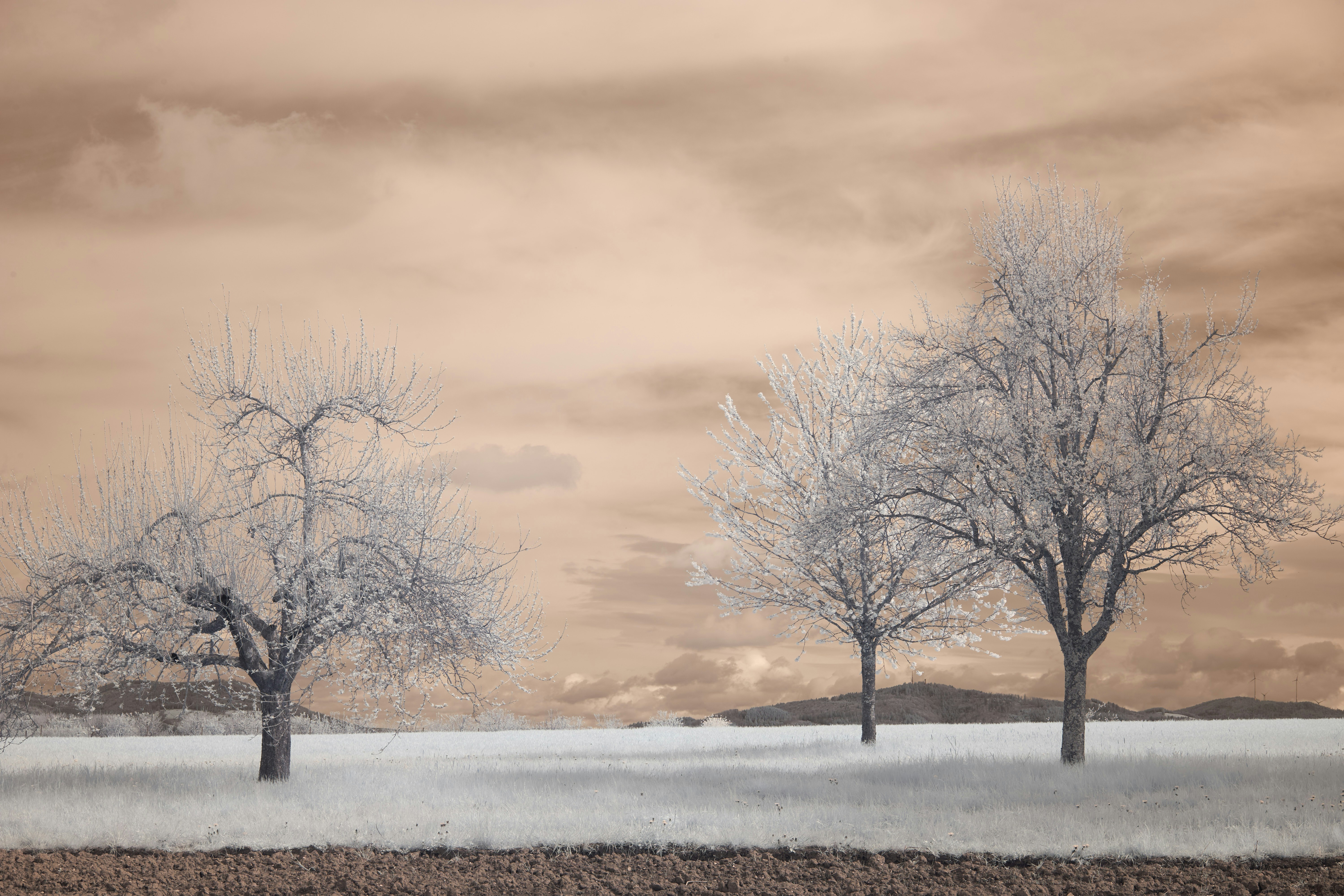 A sepia photograph of three trees in a field photo – Free Grey Image on ...