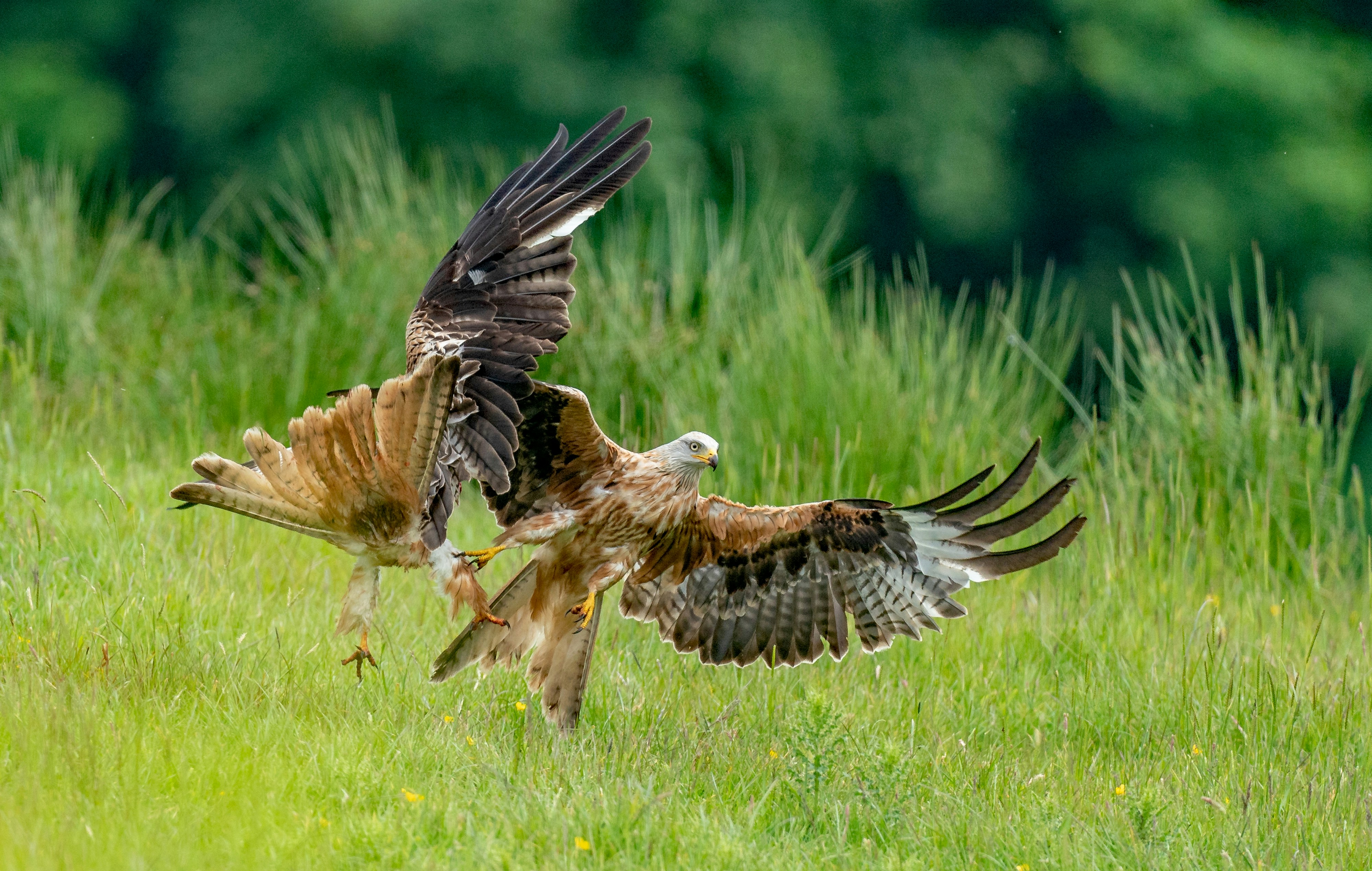 A bird of prey attacking another bird in a field photo – Free Bird ...