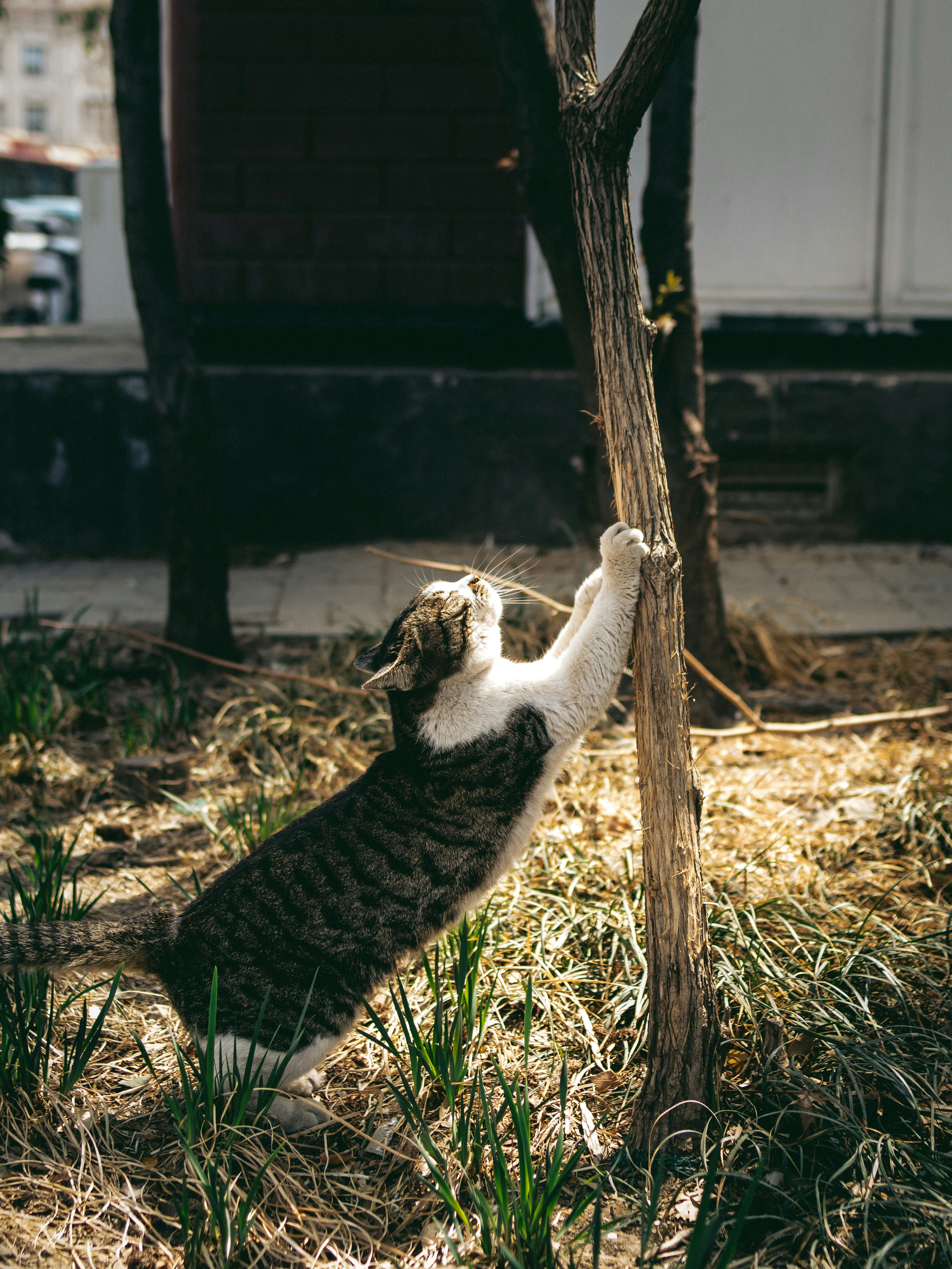 A tabby cat stands on its hind legs, gripping a slim tree trunk in a sunlit urban yard. A candid street photograph.