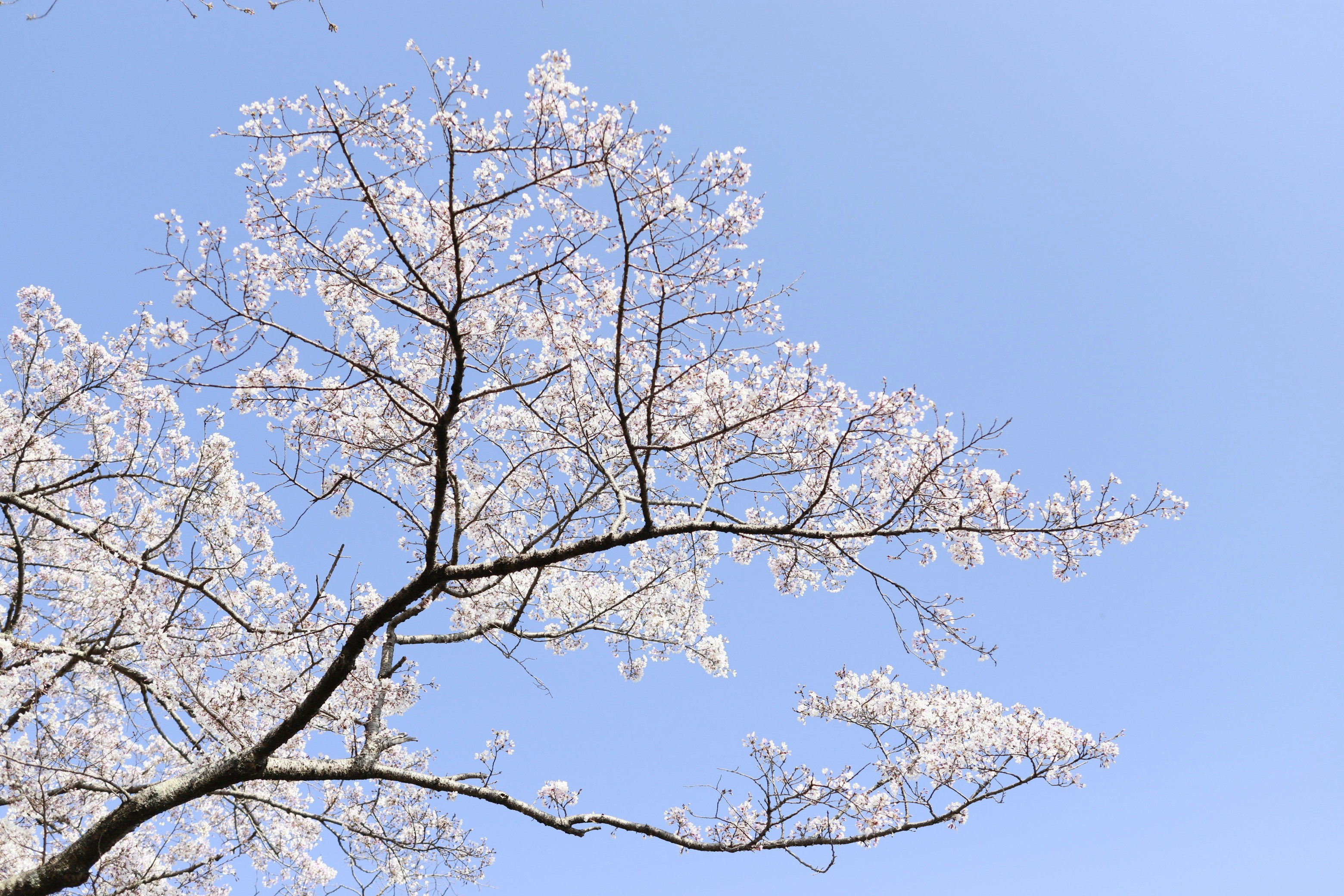 Azure Sky, Blushing Branches: A Cherry Blossom Arc in Spring Light