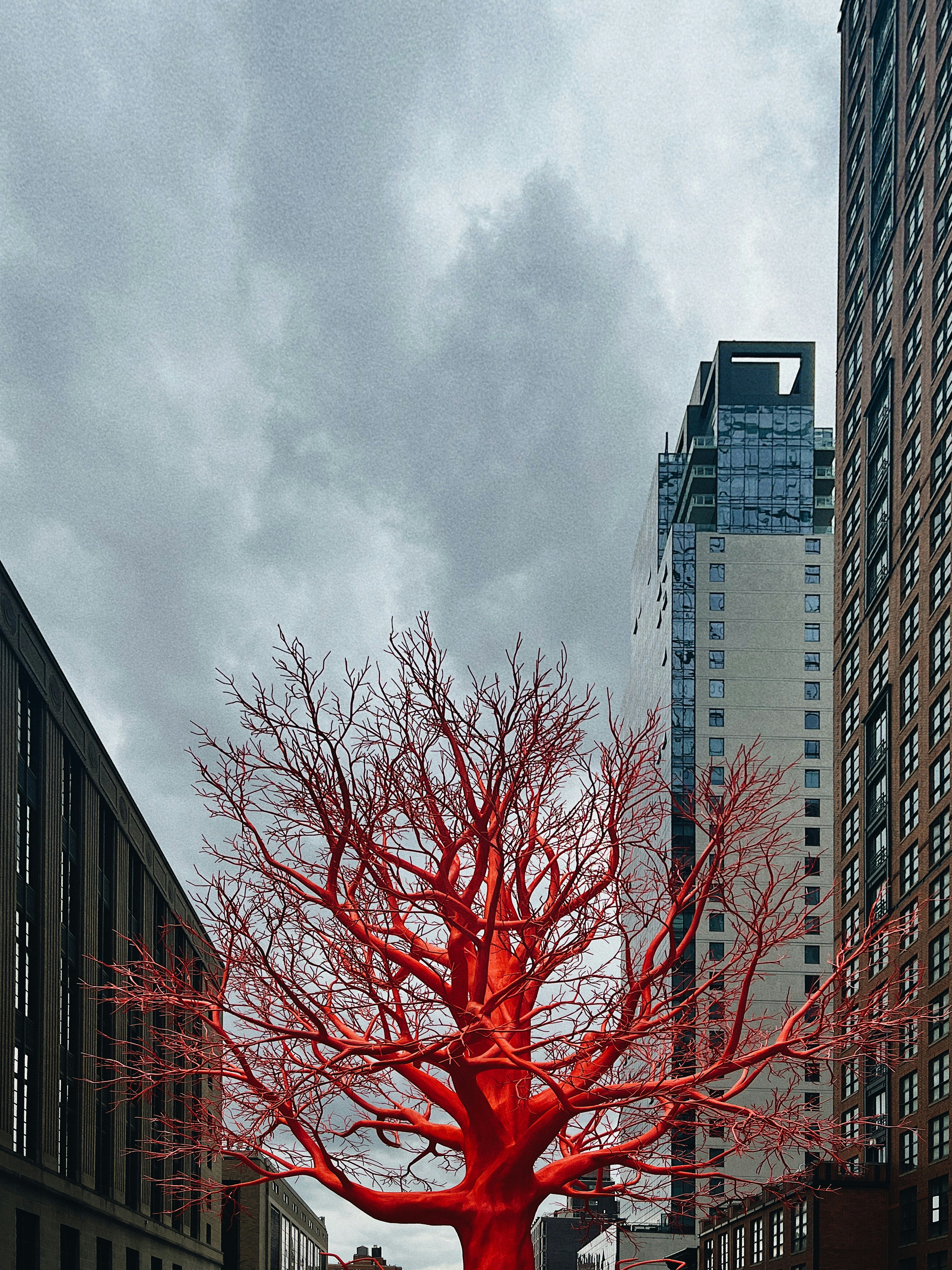 A large red tree in the middle of a city photo – Free Travel Image on ...