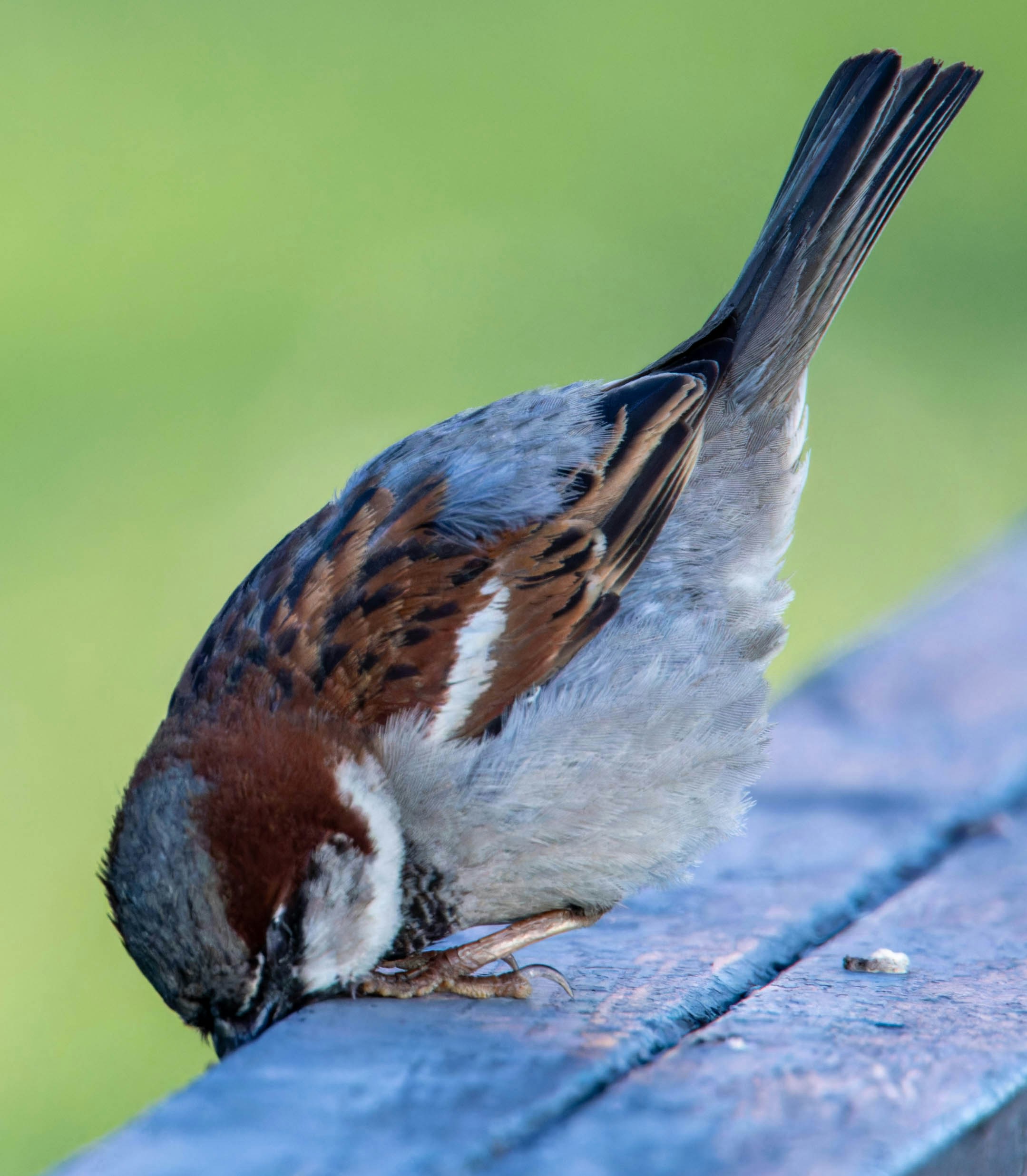 Cobalt Plank Forager: A House Sparrow Sifts for Seed