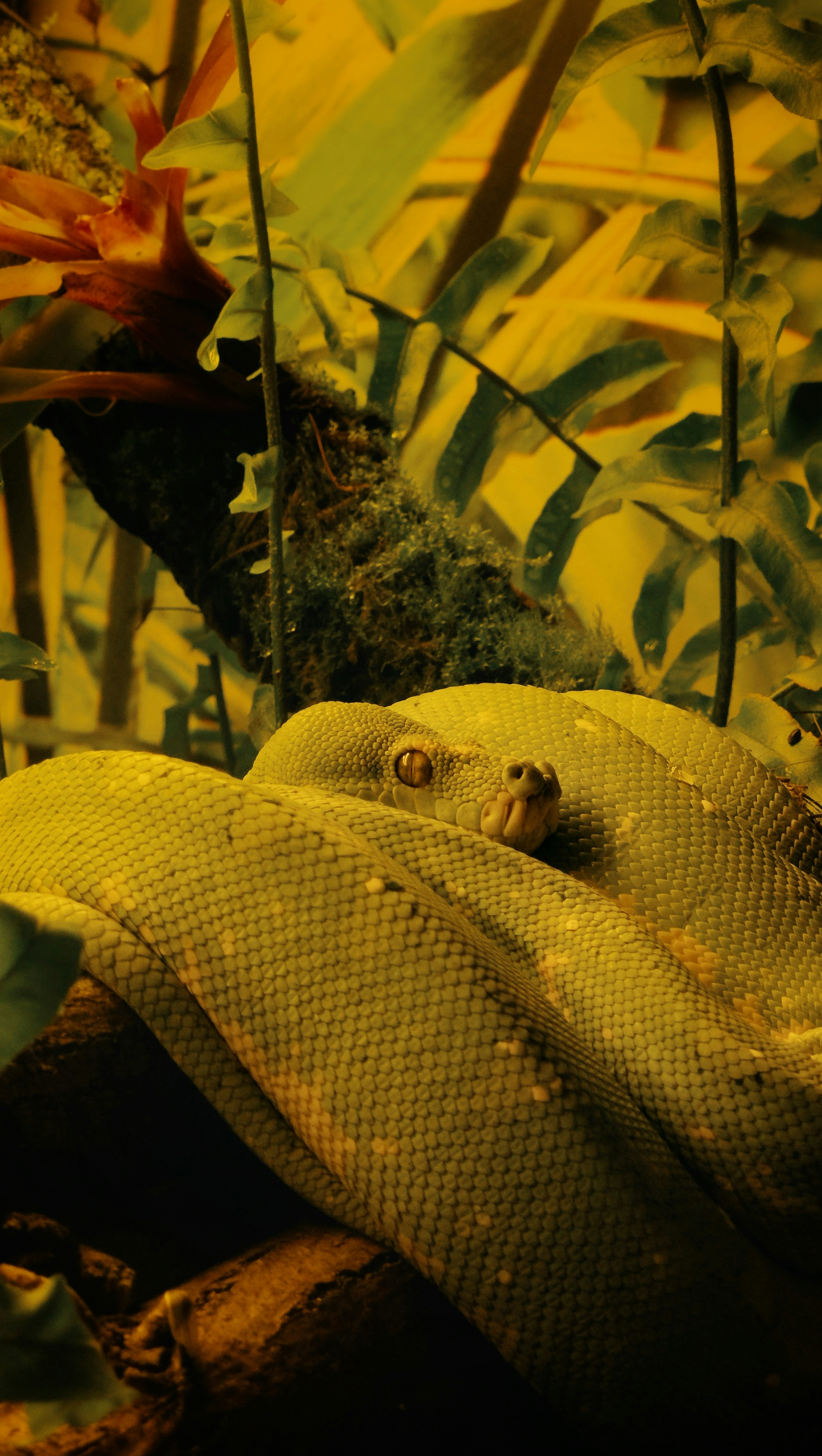 A snake wrapped in a blanket in a jungle photo – Free Deutschland Image ...