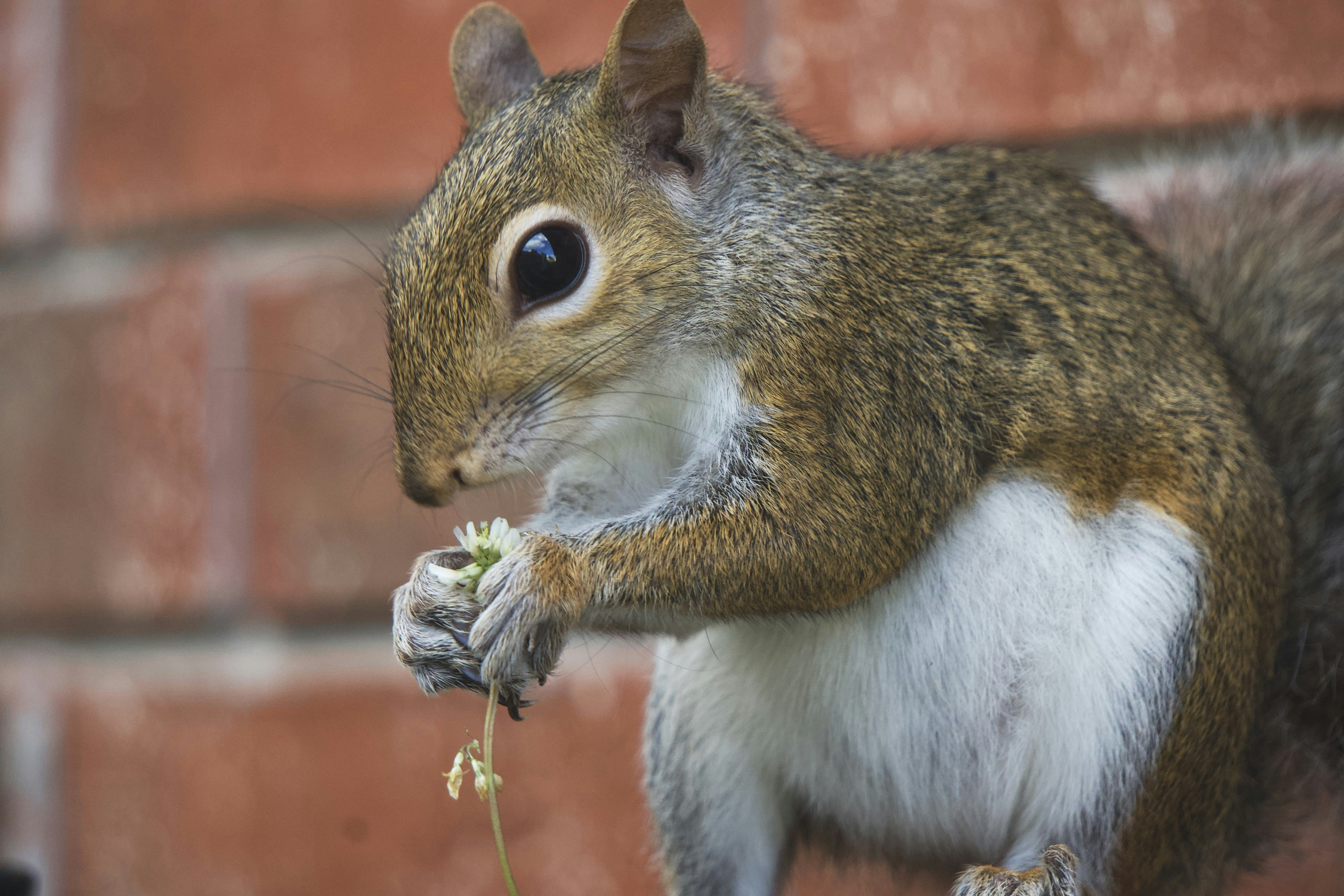 Squirrel Close-Up Against a Brick Wall: A Tiny Snack Moment