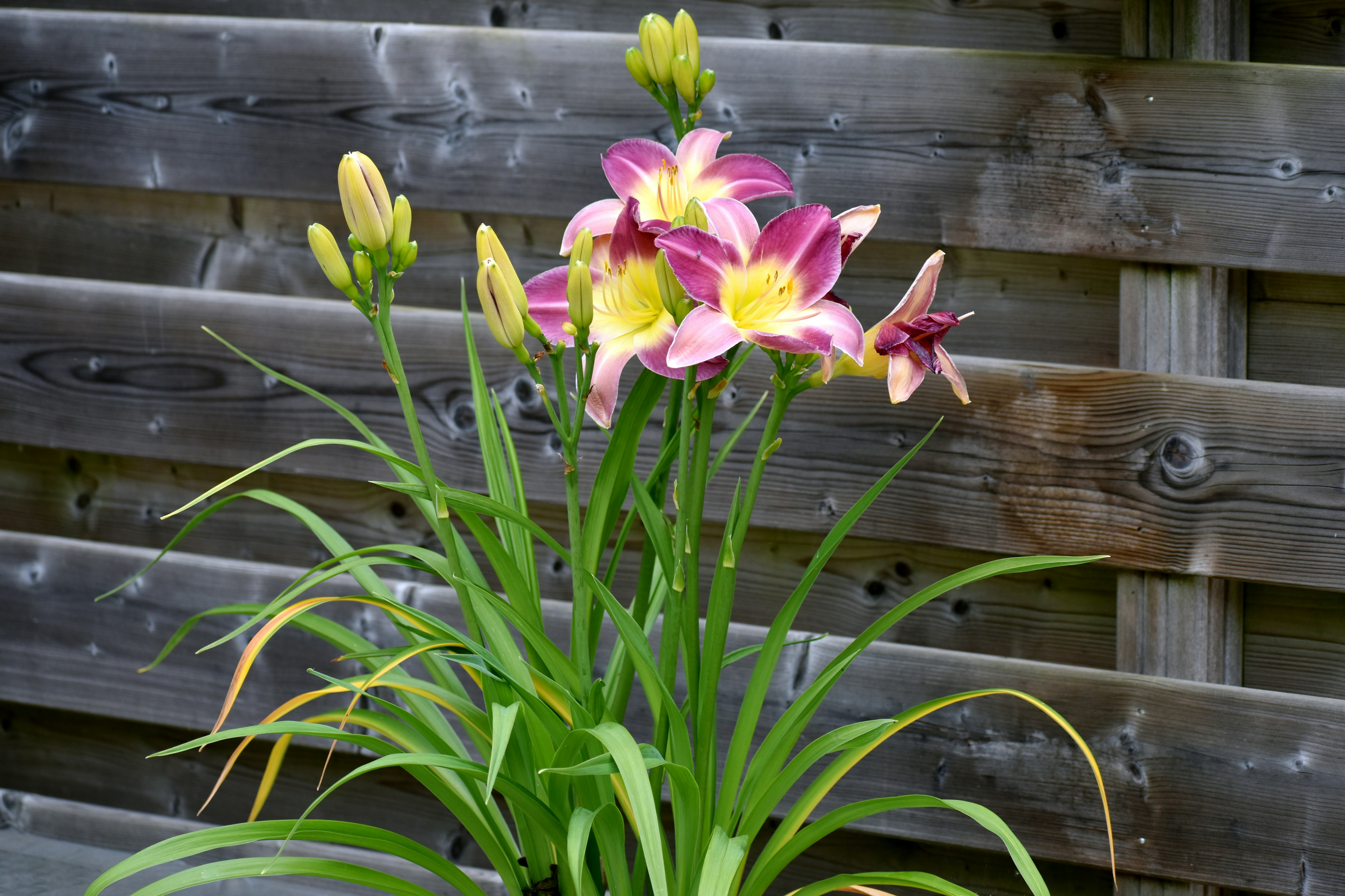 Pink and Yellow Daylilies Tangled Against Weathered Wood