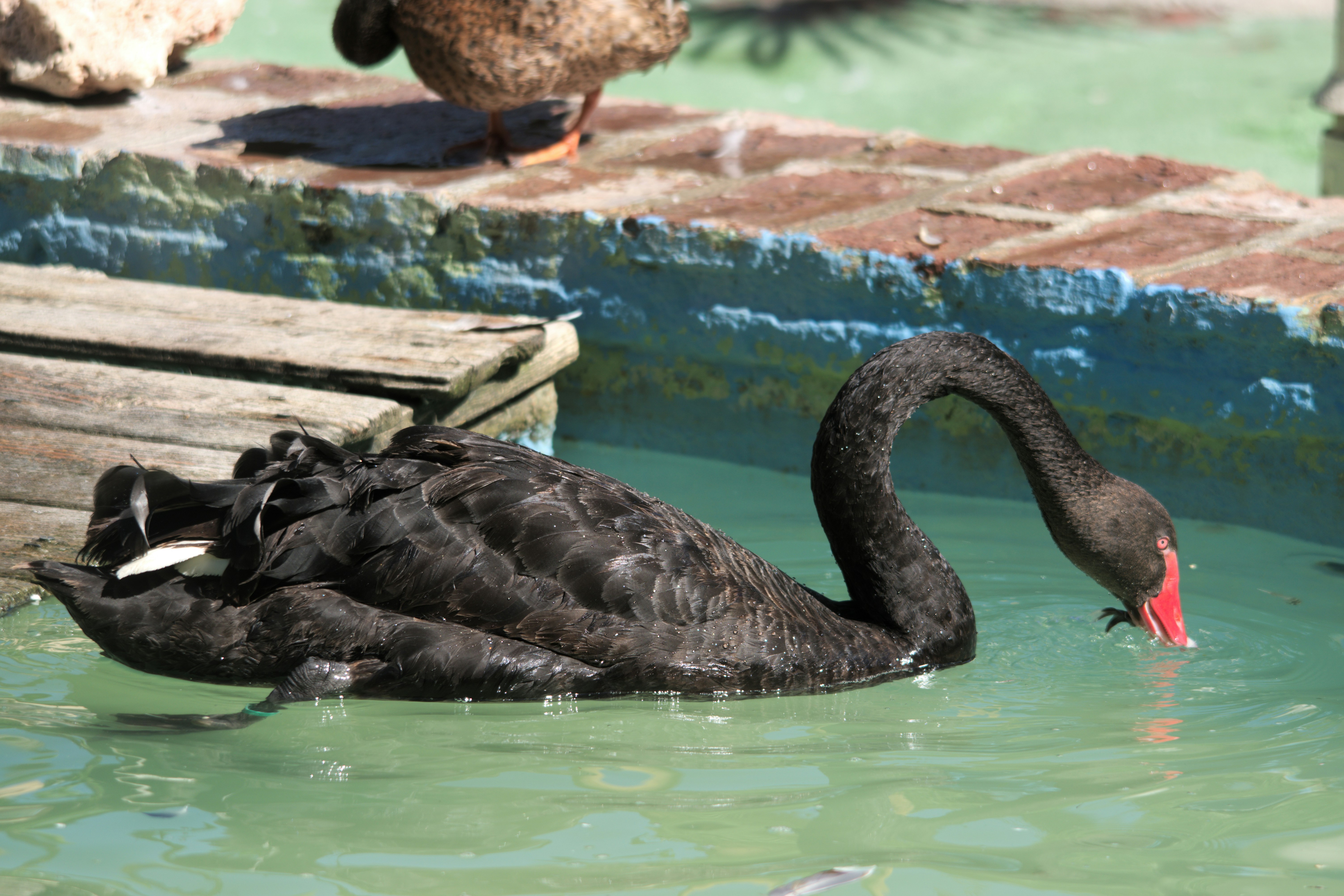 A couple of black swans swimming in a pond