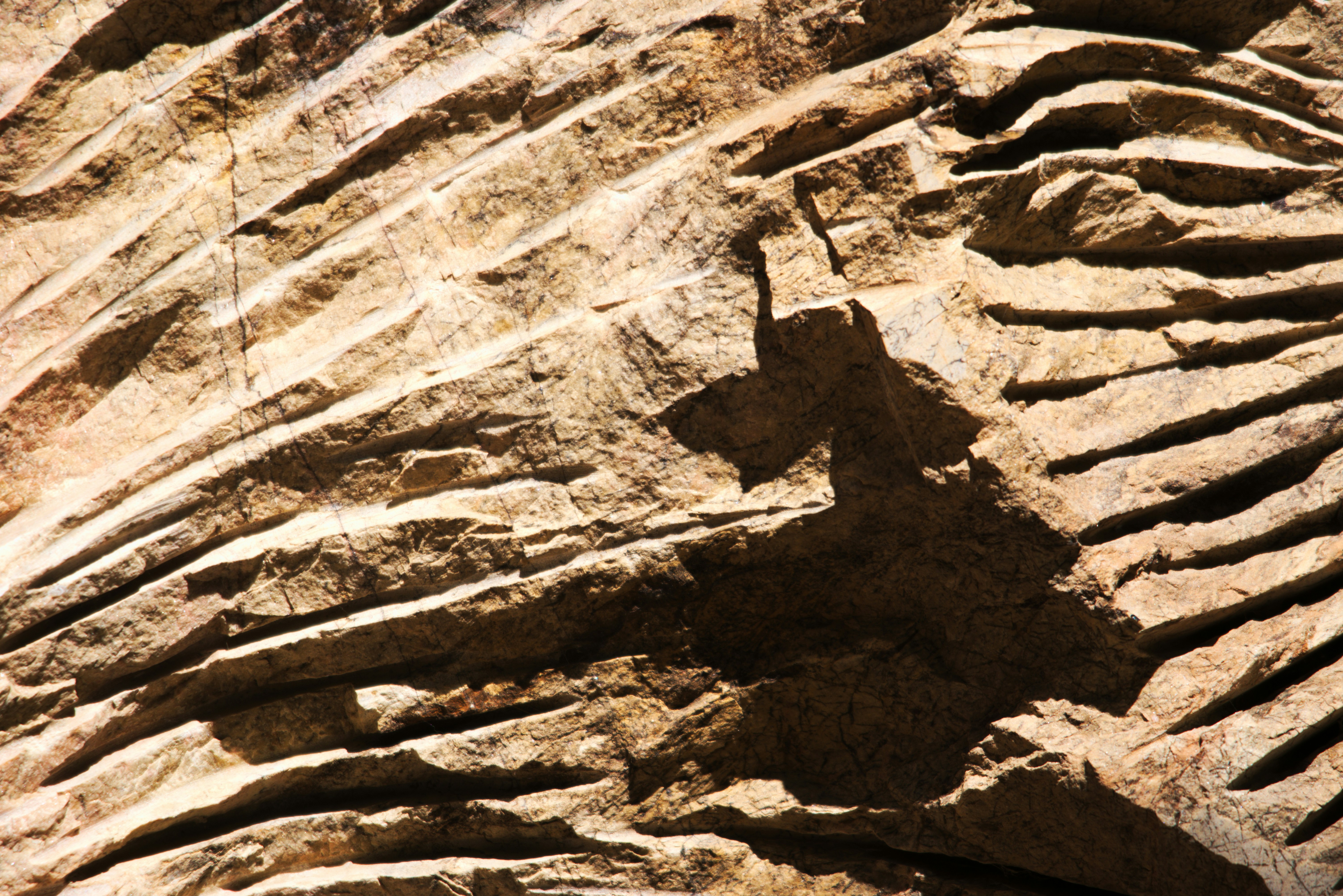 A close up of a rock face with a bird on it photo – Free Rock Image on ...
