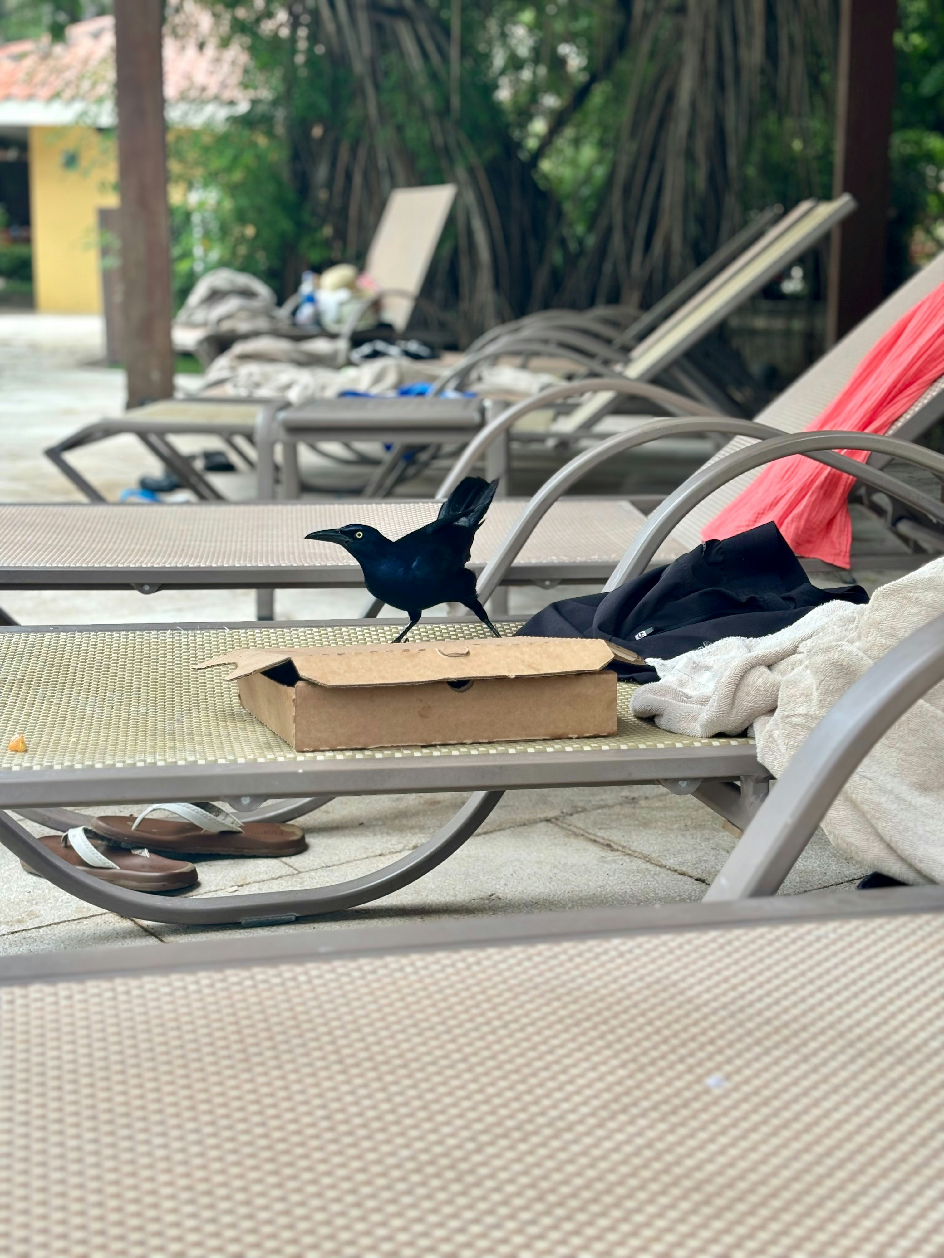 Crow on a Cardboard Pedestal by Poolside Loungers