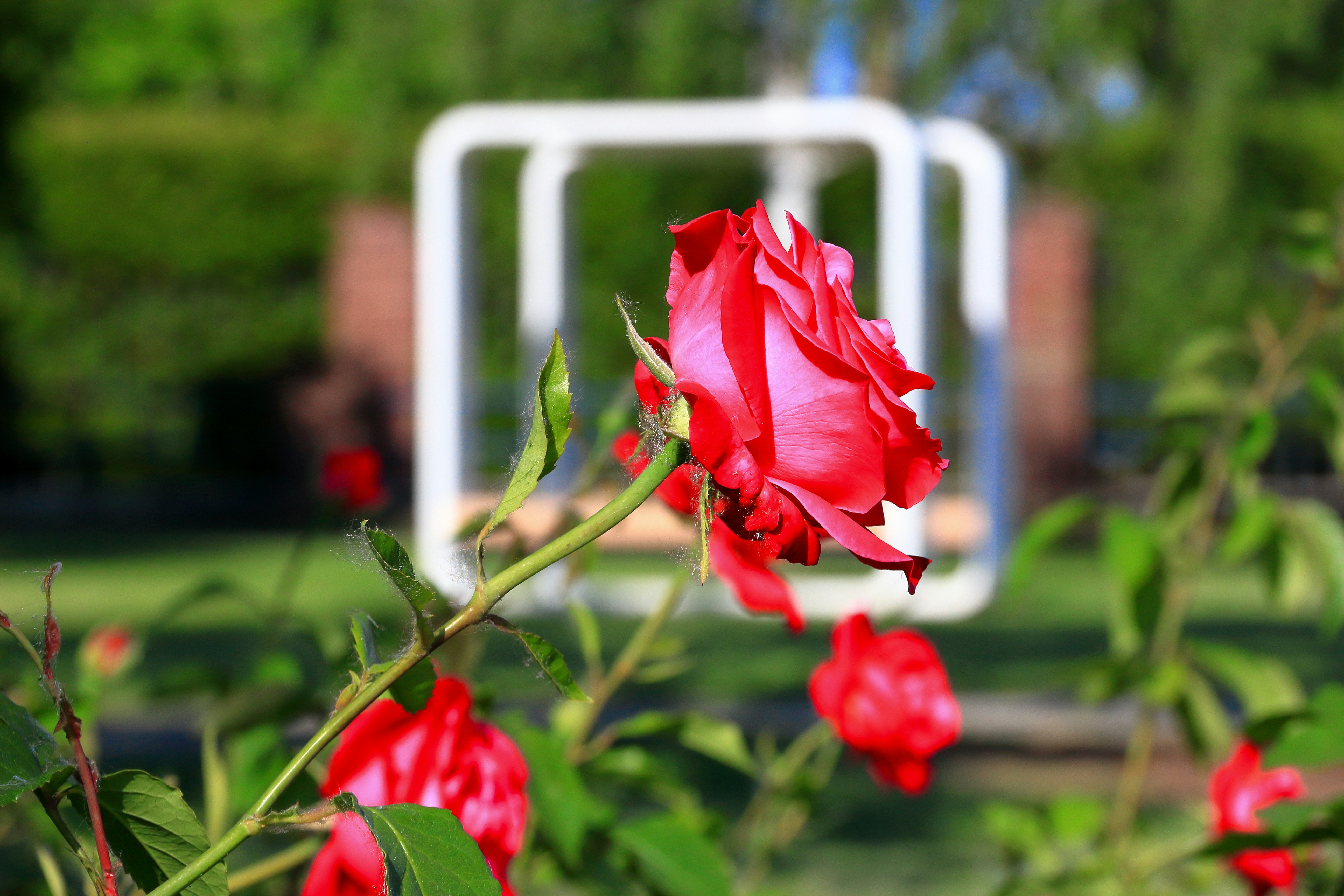 Crimson Rose in Focus, Framed by White Garden Arches