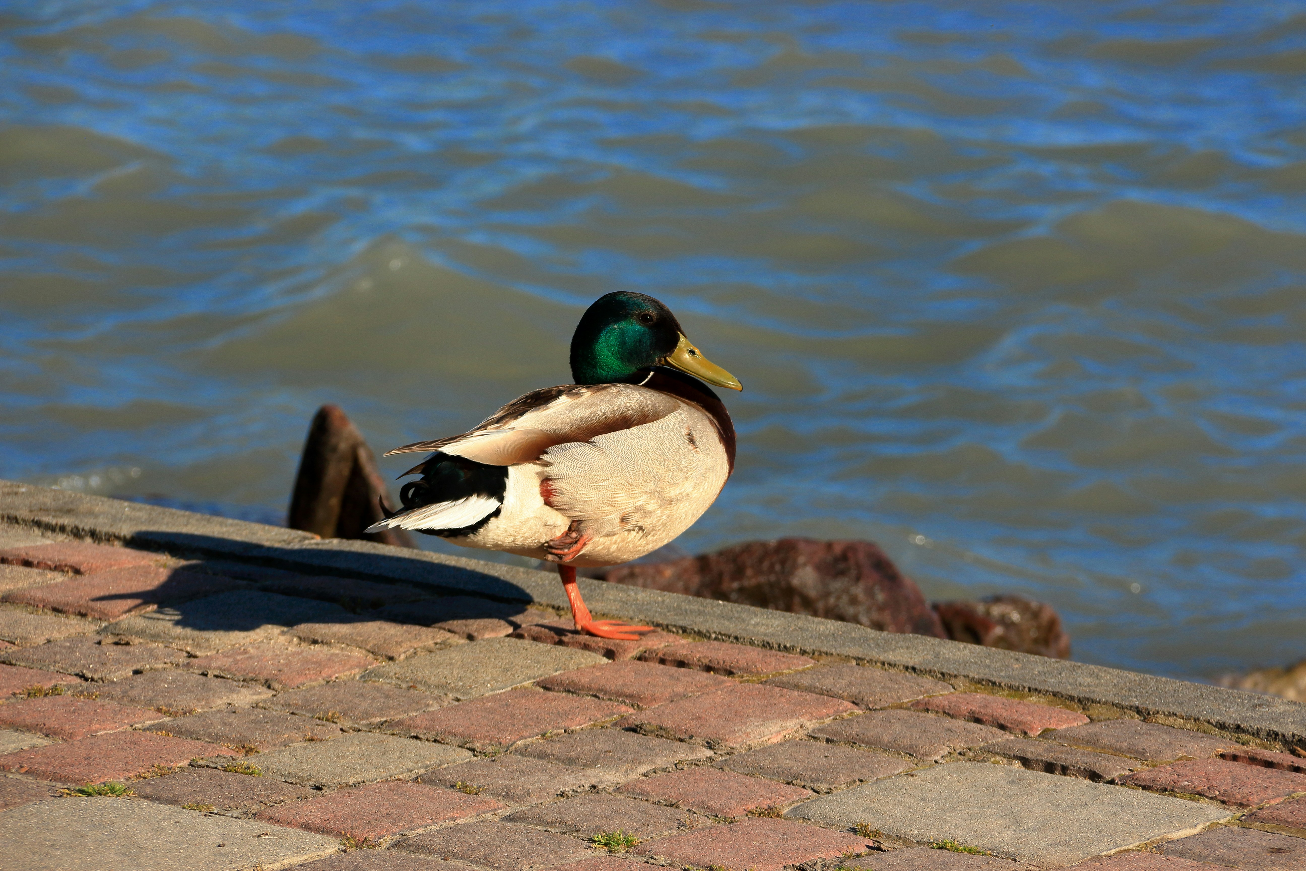 Serene Stroll by the Water's Edge