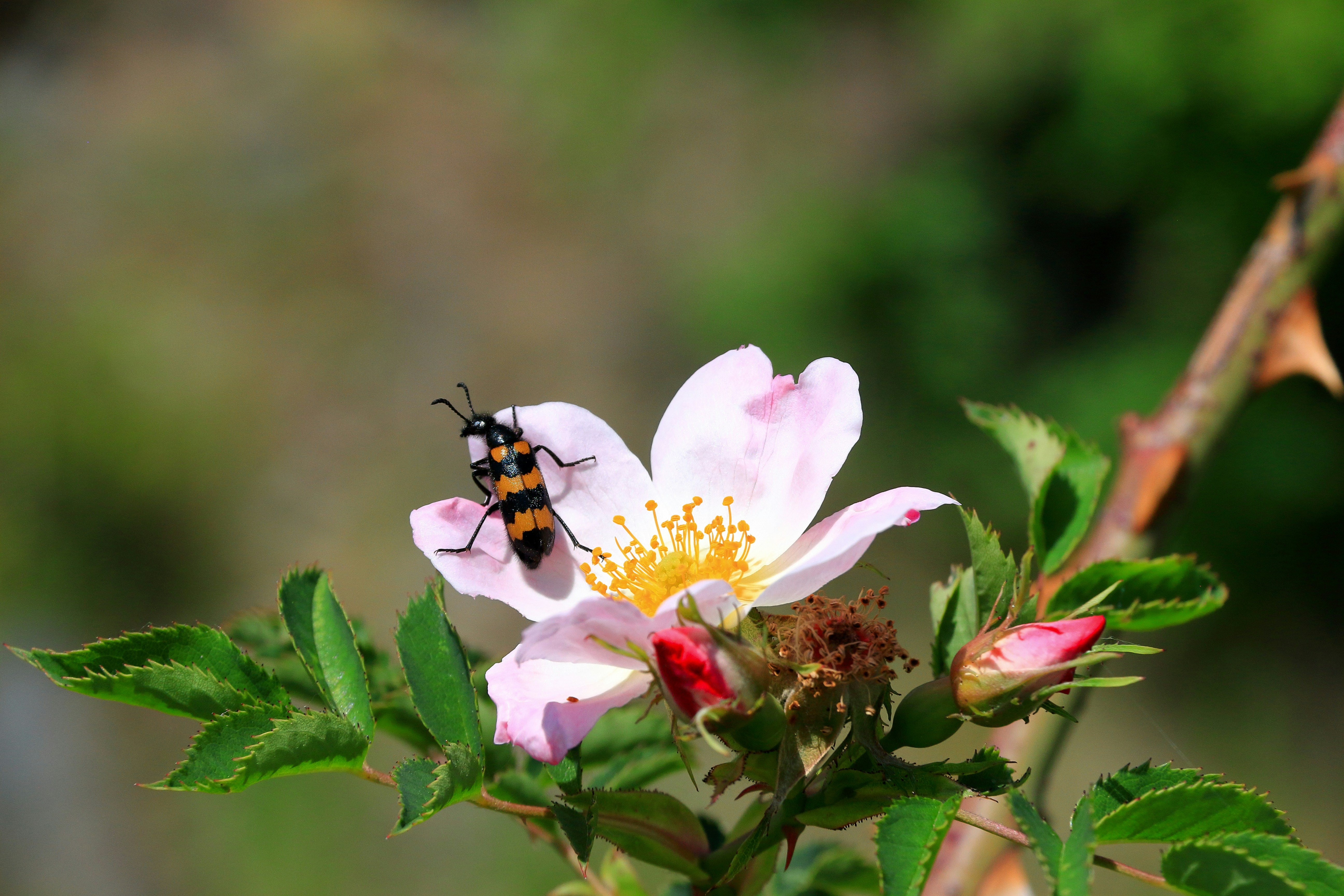 Bee on a Blushed Pink Blossom: a close-up of spring's tiny worker