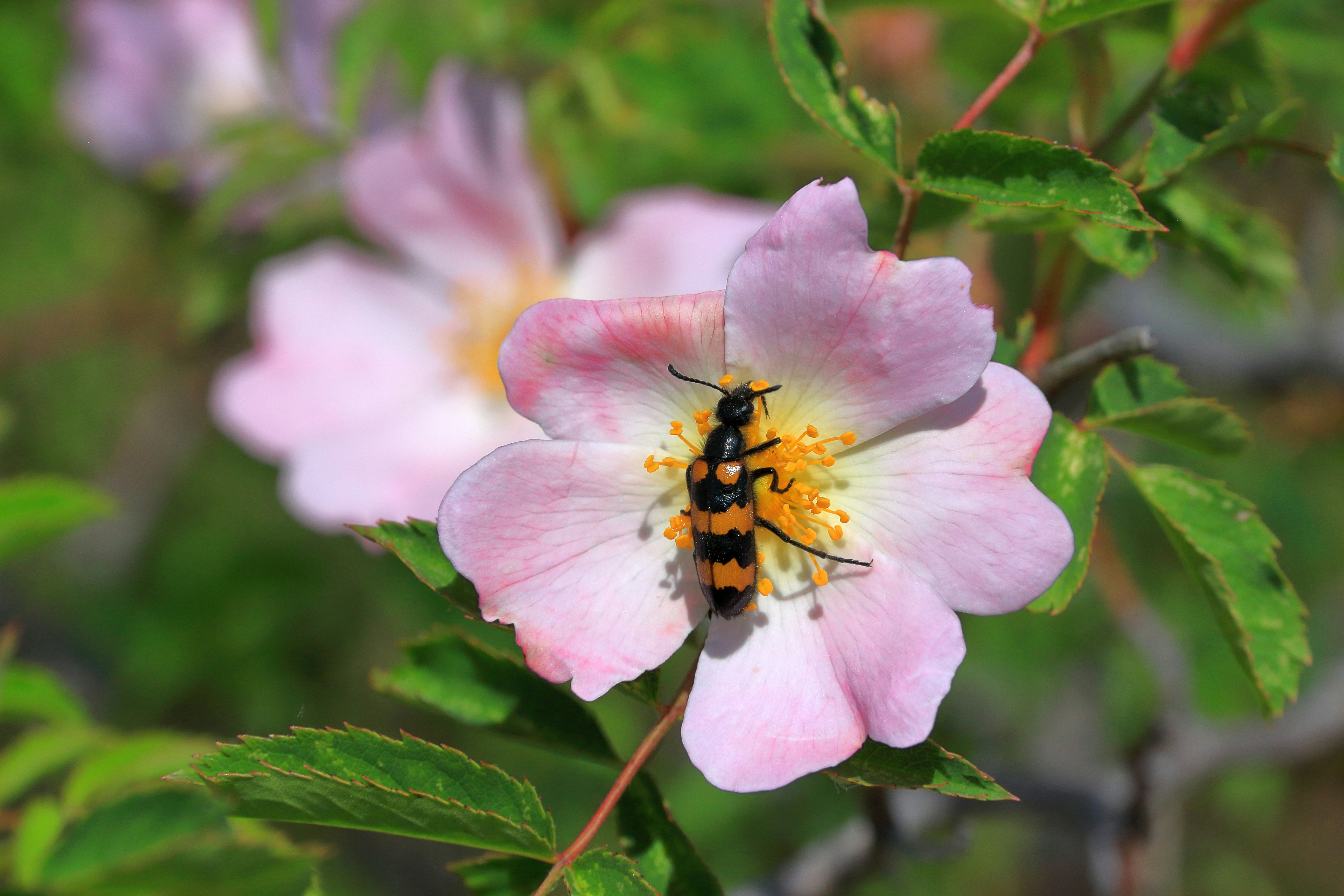 Wasp at the Heart of a Pink Bloom
